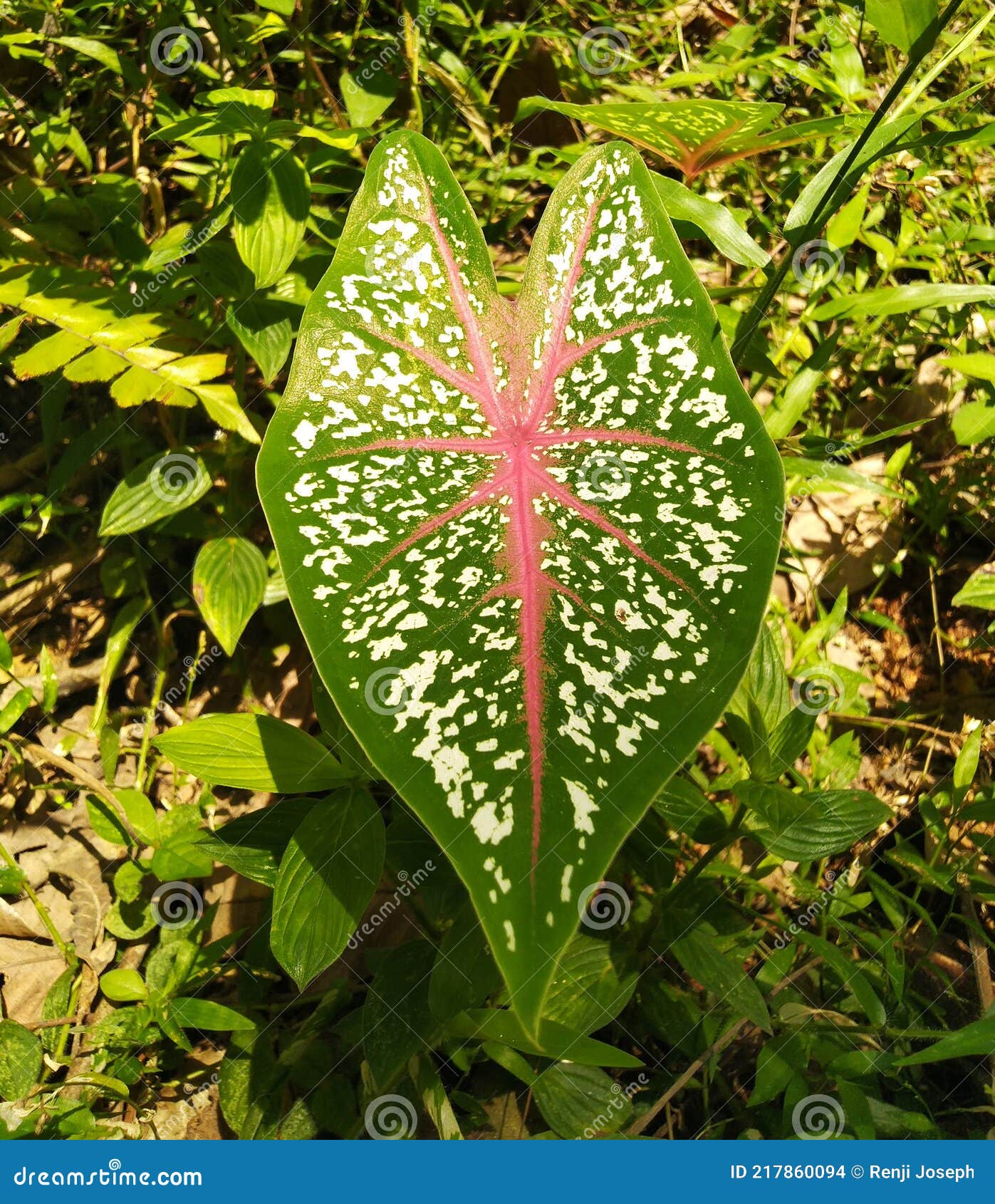 Jungle Plant, Natural Colourful Leaf. Stock Photo - Image of natural ...