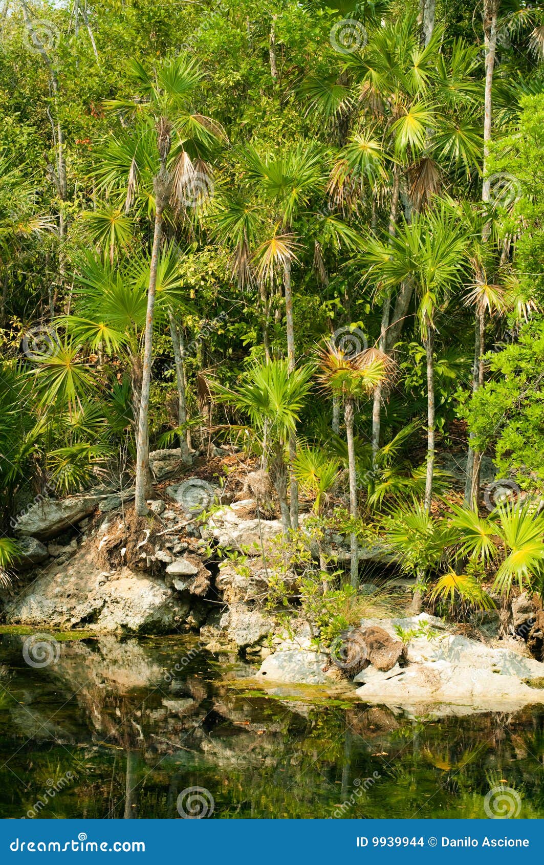 Jungle pond stock photo. Image of vertical, tropical, nature - 9939944
