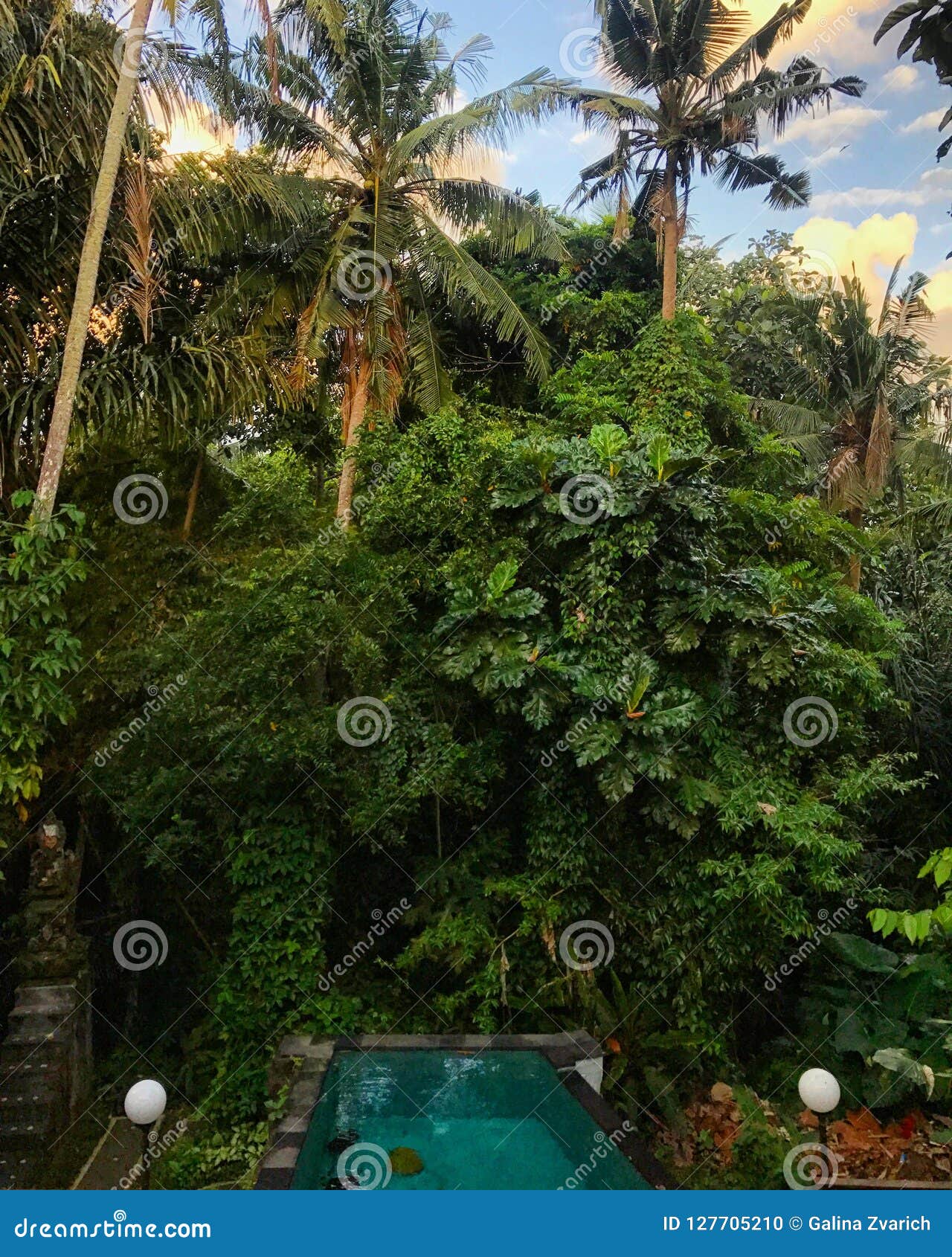 Jungle pool stock photo. Image of palms, view, nature - 127705210