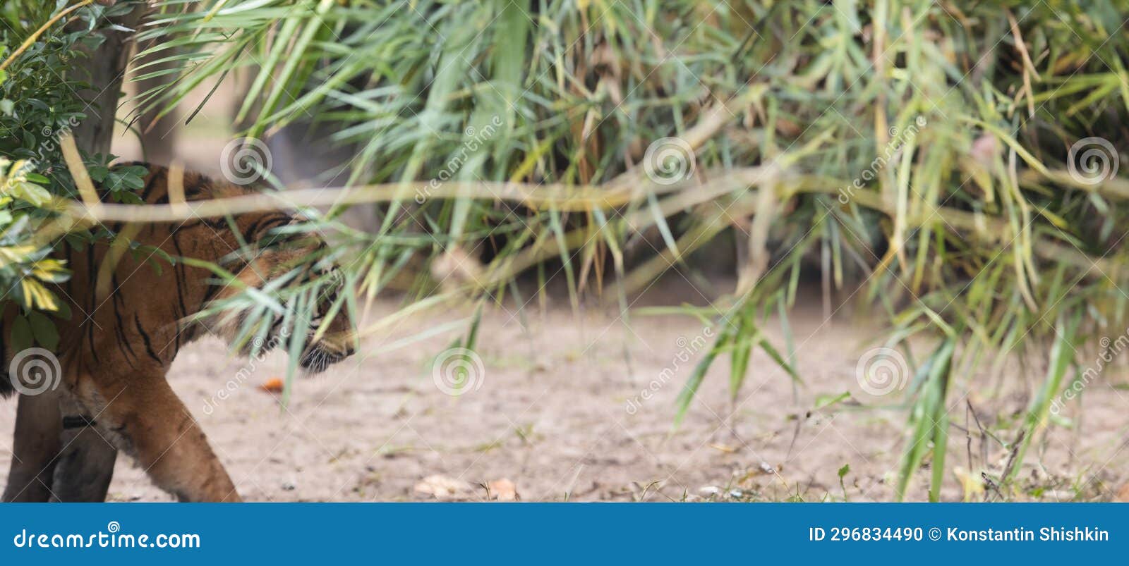 Jungle Predator Tiger Peeks through the Foliage, Captivating and ...