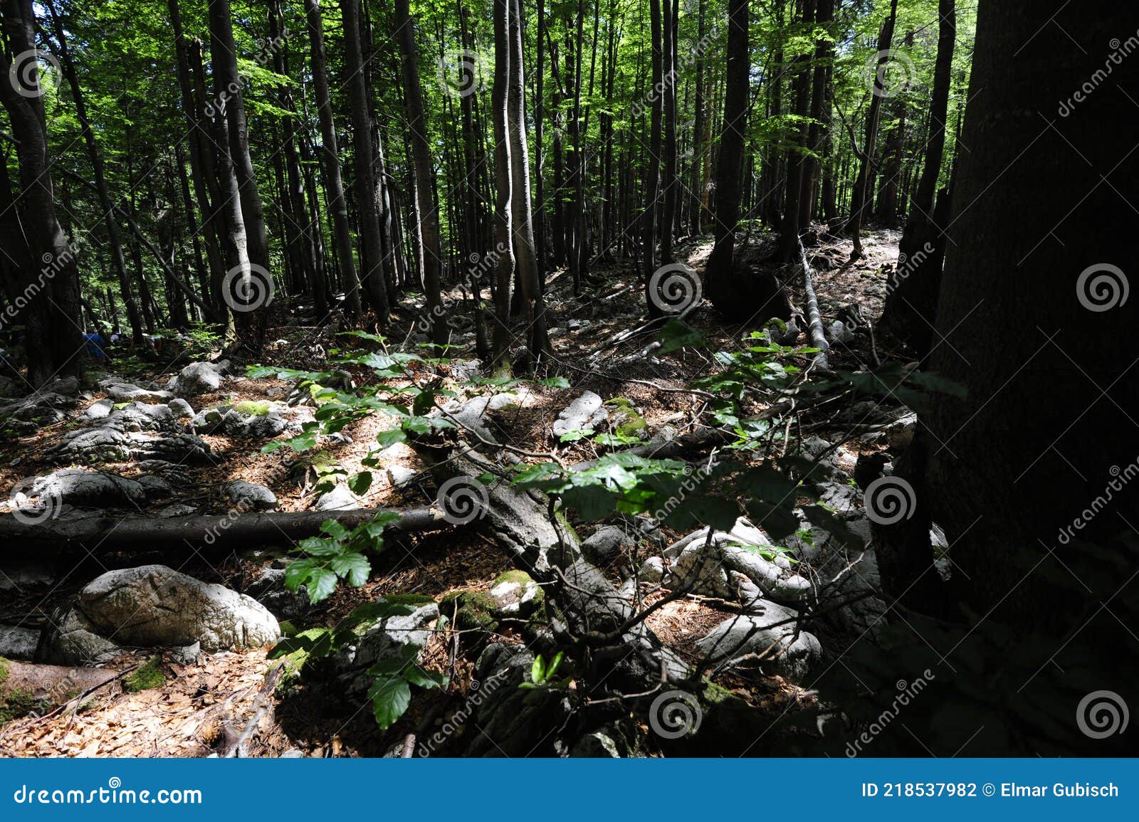 Jungle and Nature Reserve Rothwald, Austria Stock Photo - Image of ...