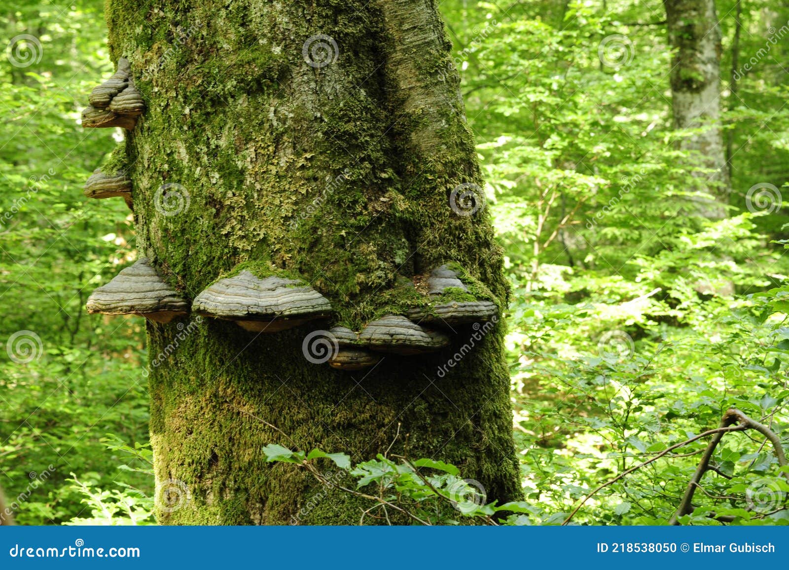Jungle and Nature Reserve Rothwald, Austria Stock Photo - Image of ...