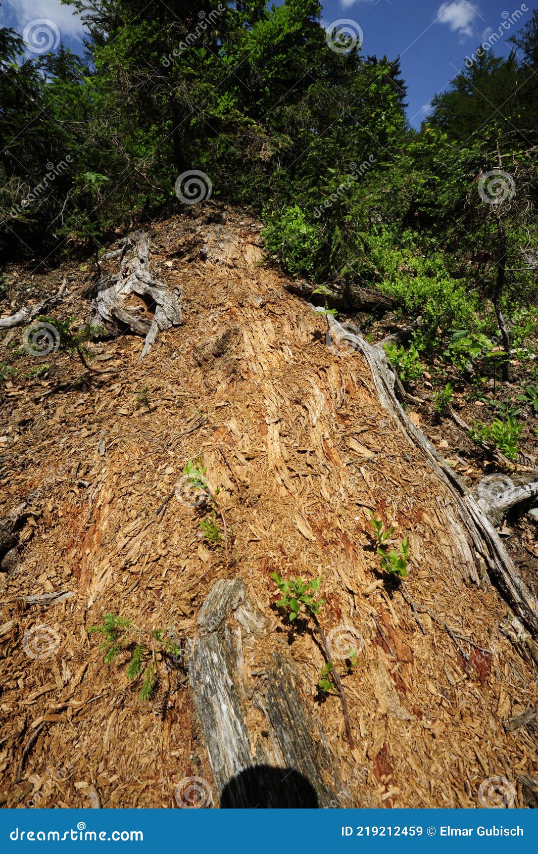 Jungle and Nature Reserve Rothwald, Austria Stock Image - Image of ...