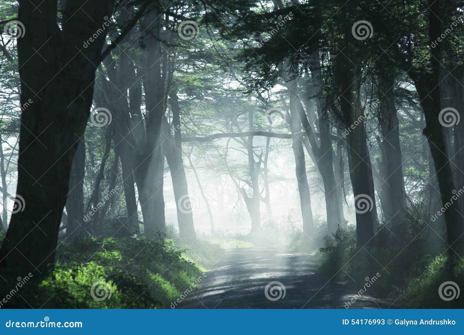 Jungle stock image. Image of travel, destination, rain - 54176993