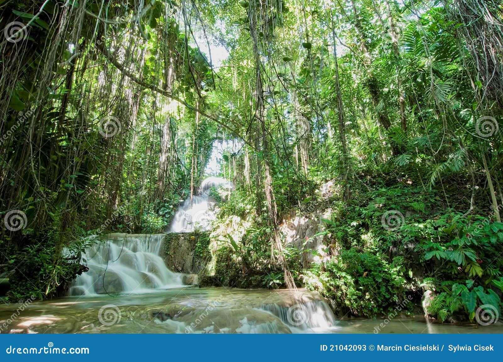 Jungle river stock image. Image of river, jungle, sunlight - 21042093