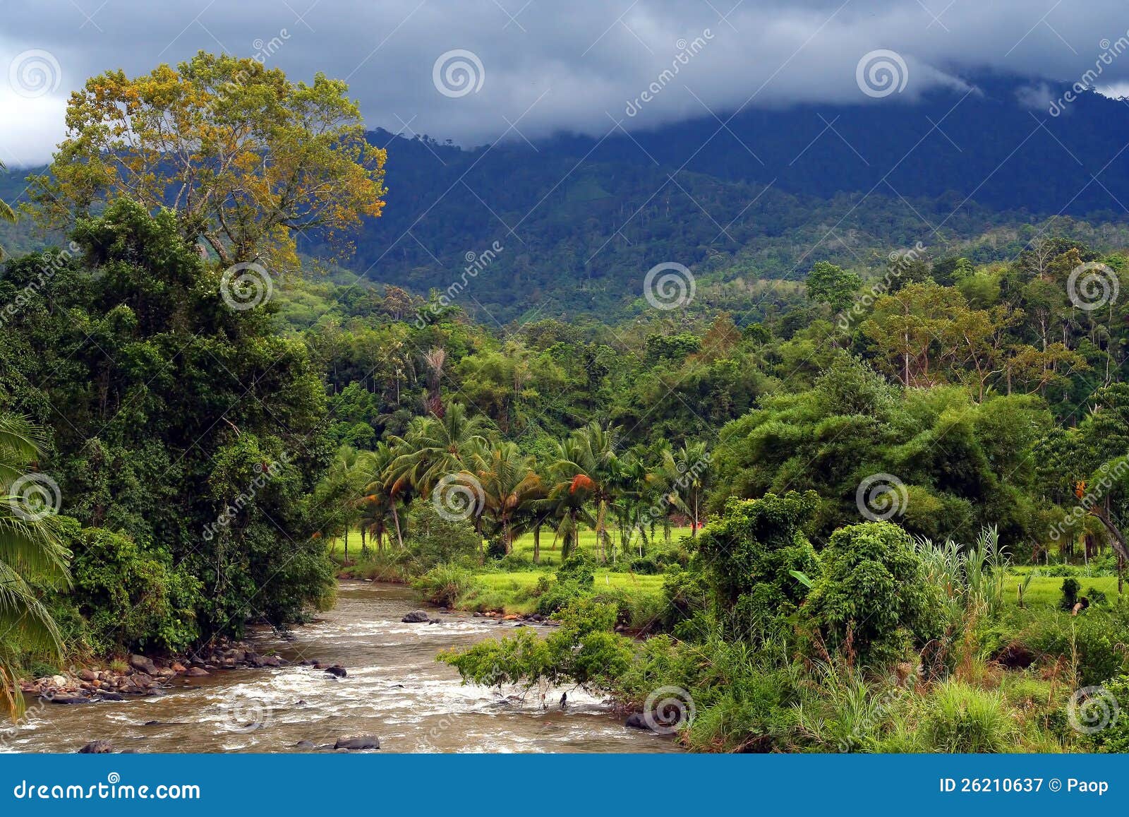 Jungle river stock image. Image of dense, incredible - 26210637