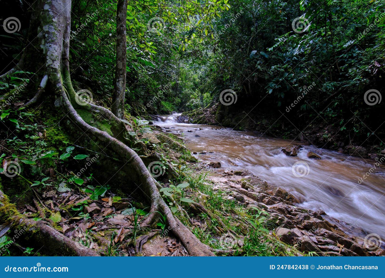 Jungle and river stock photo. Image of jungle, environment - 247842438