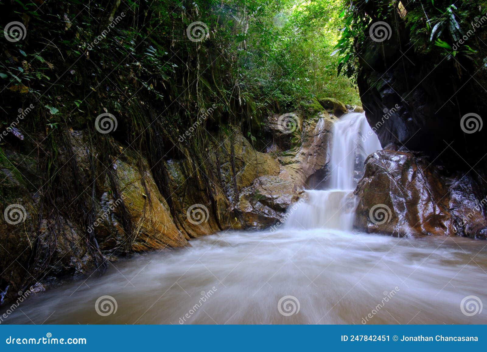 Jungle and river stock image. Image of exuberant, atmosphere - 247842451