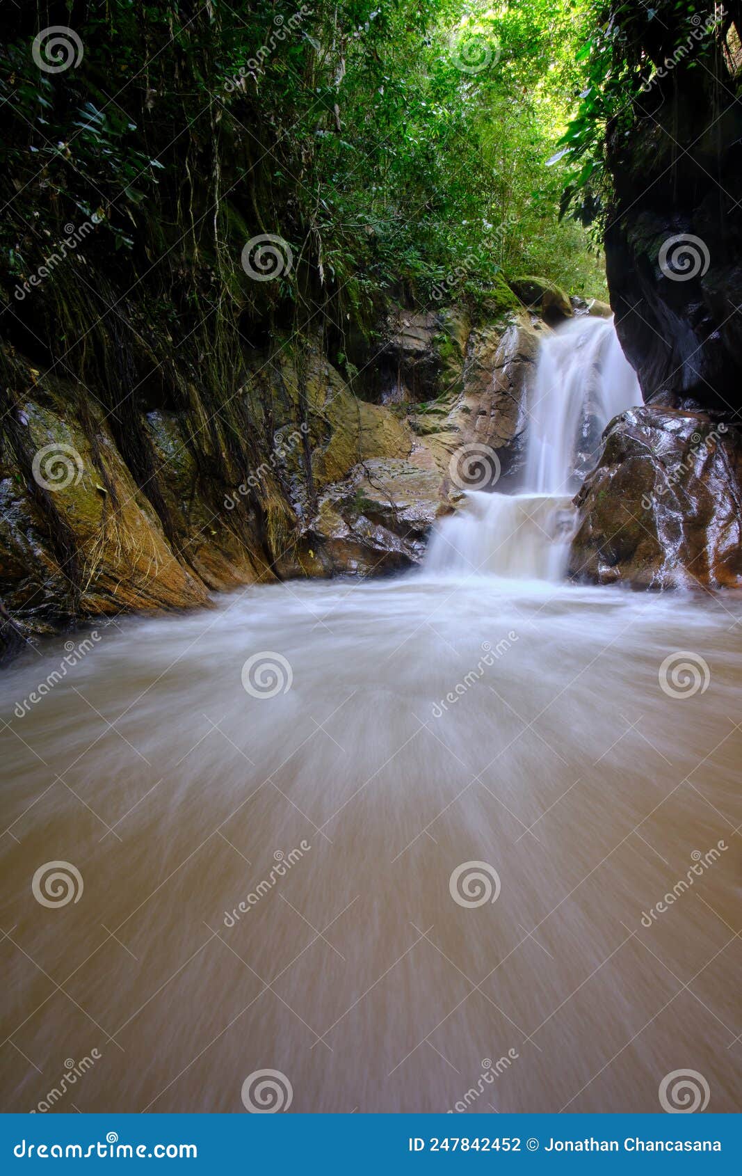 Jungle and river stock photo. Image of biodiversity - 247842452