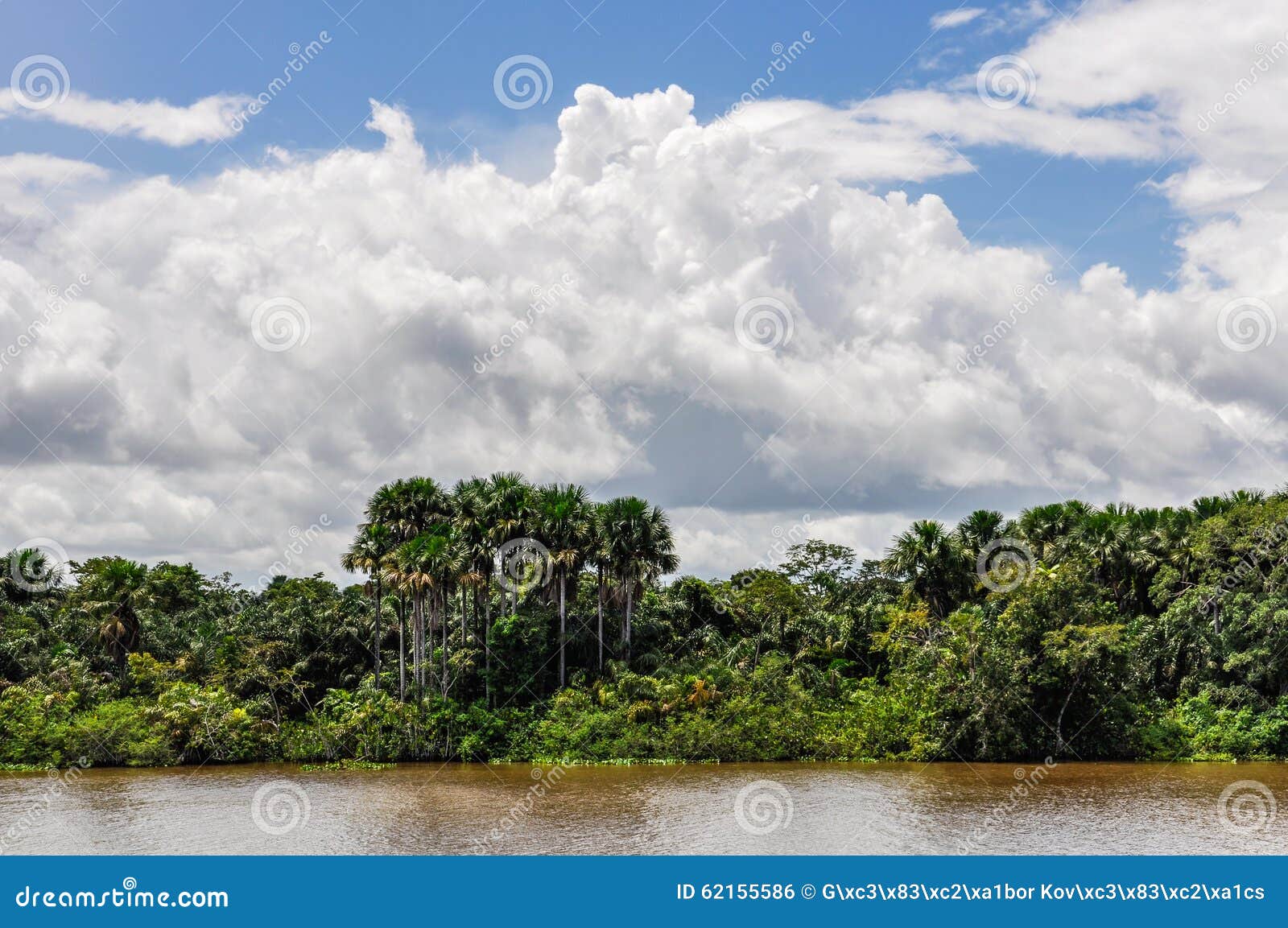 Jungle on the Riverside of the Amazon River, Brazil Stock Photo - Image ...