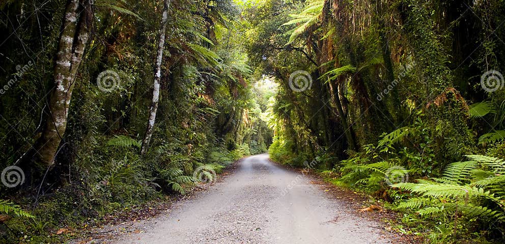 Jungle Road New Zealand stock image. Image of scenery - 14395613