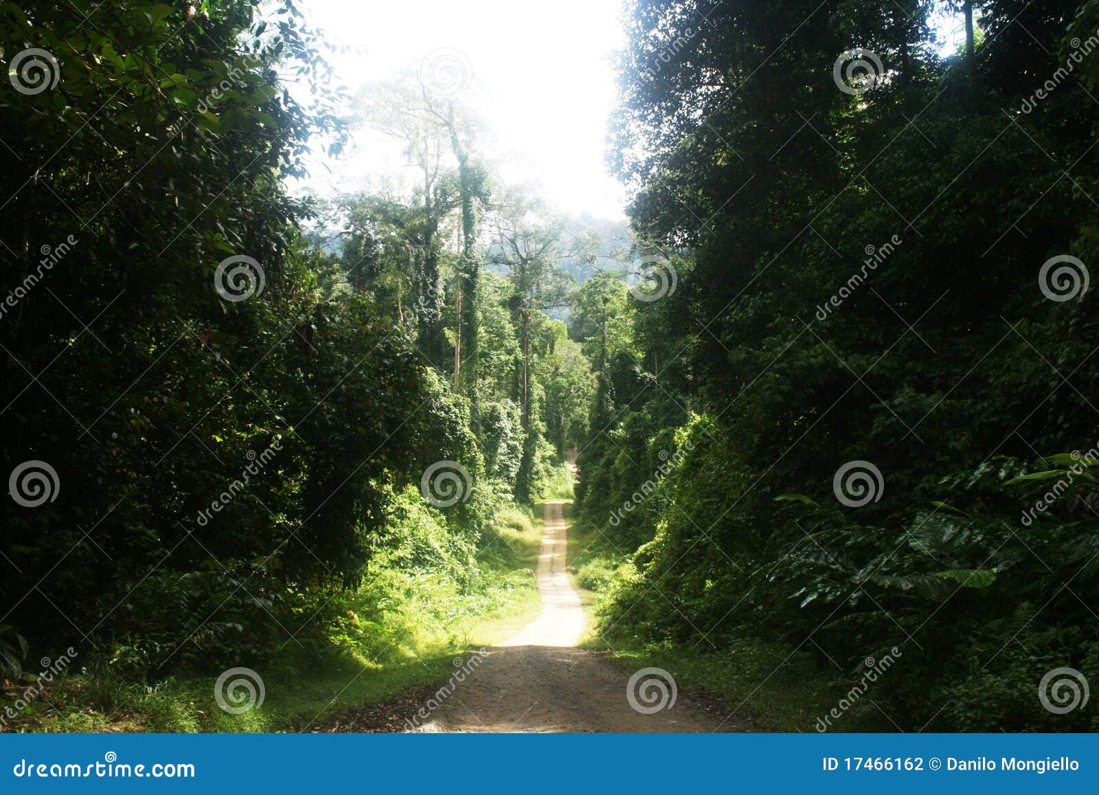 Jungle road stock photo. Image of exploration, travel - 17466162