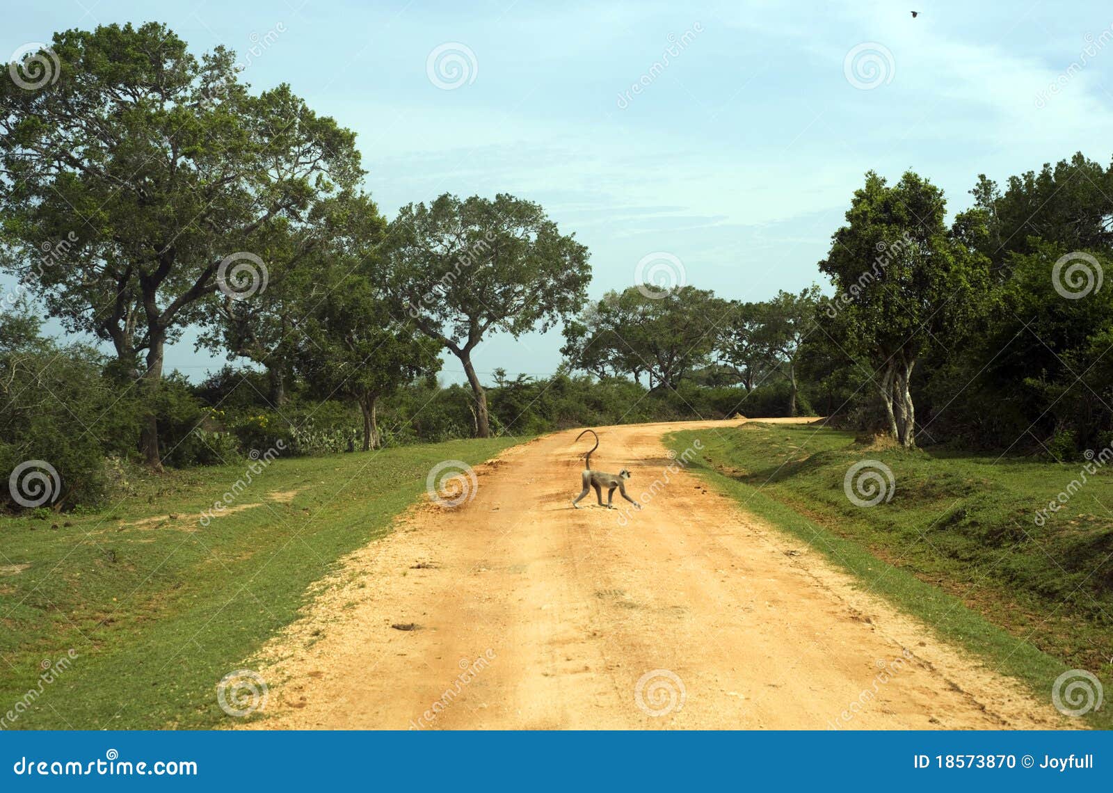 Jungle road stock photo. Image of asian, bush, east, country - 18573870