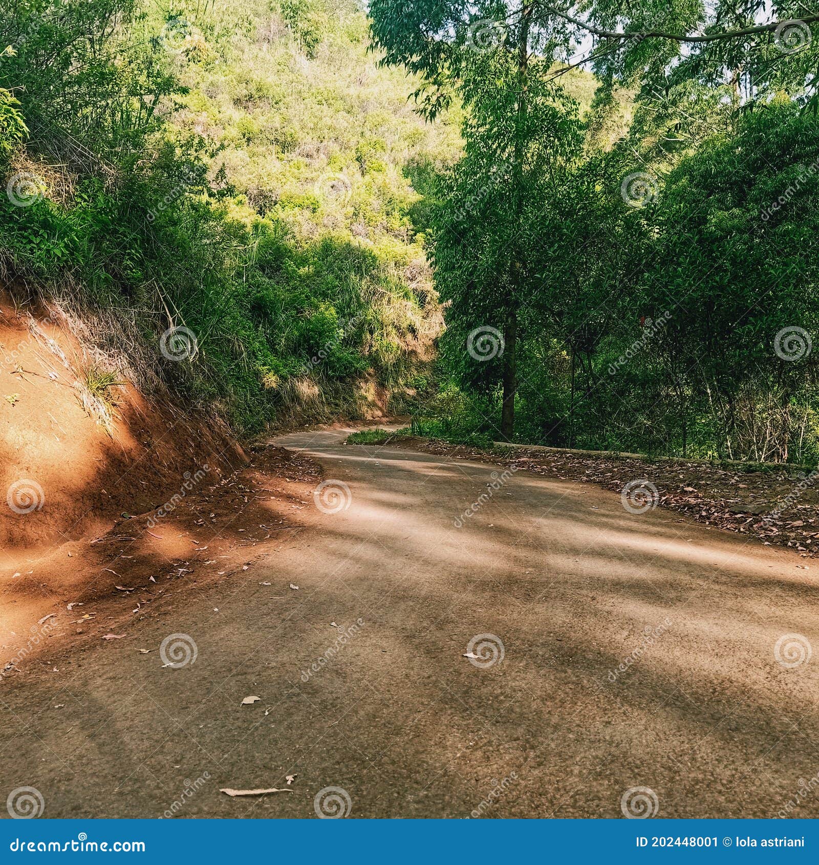 The jungle road stock image. Image of tree, adventure - 202448001