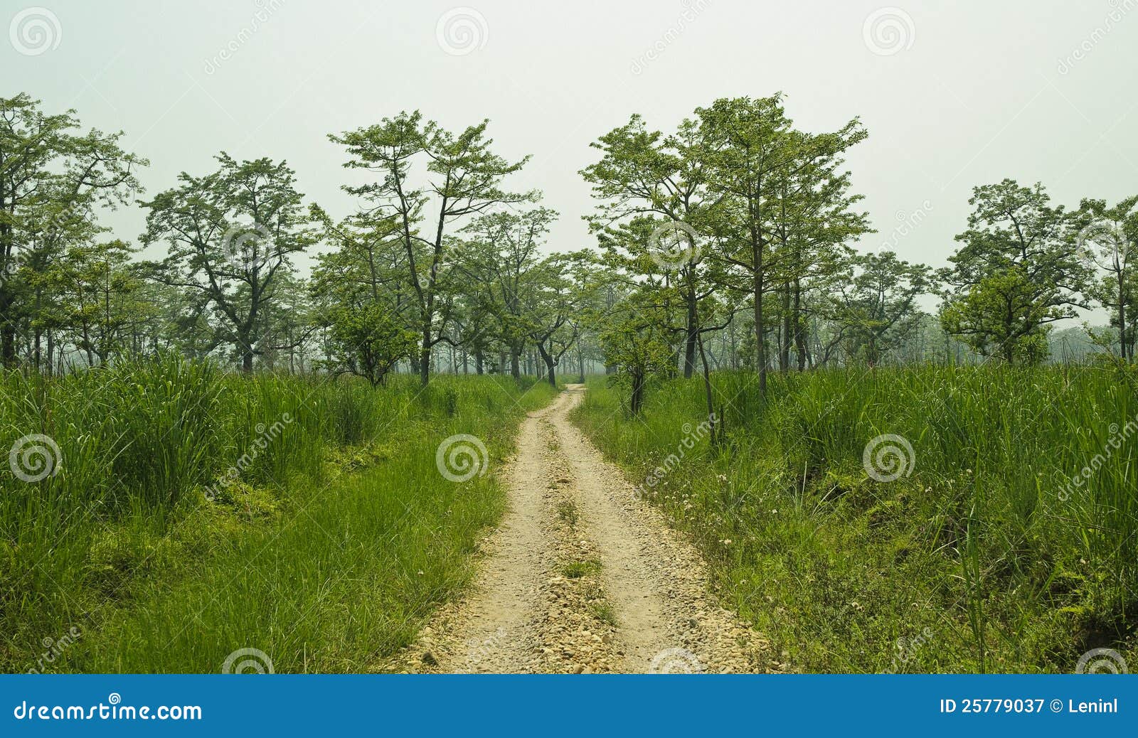 Jungle road stock image. Image of exotic, destination - 25779037