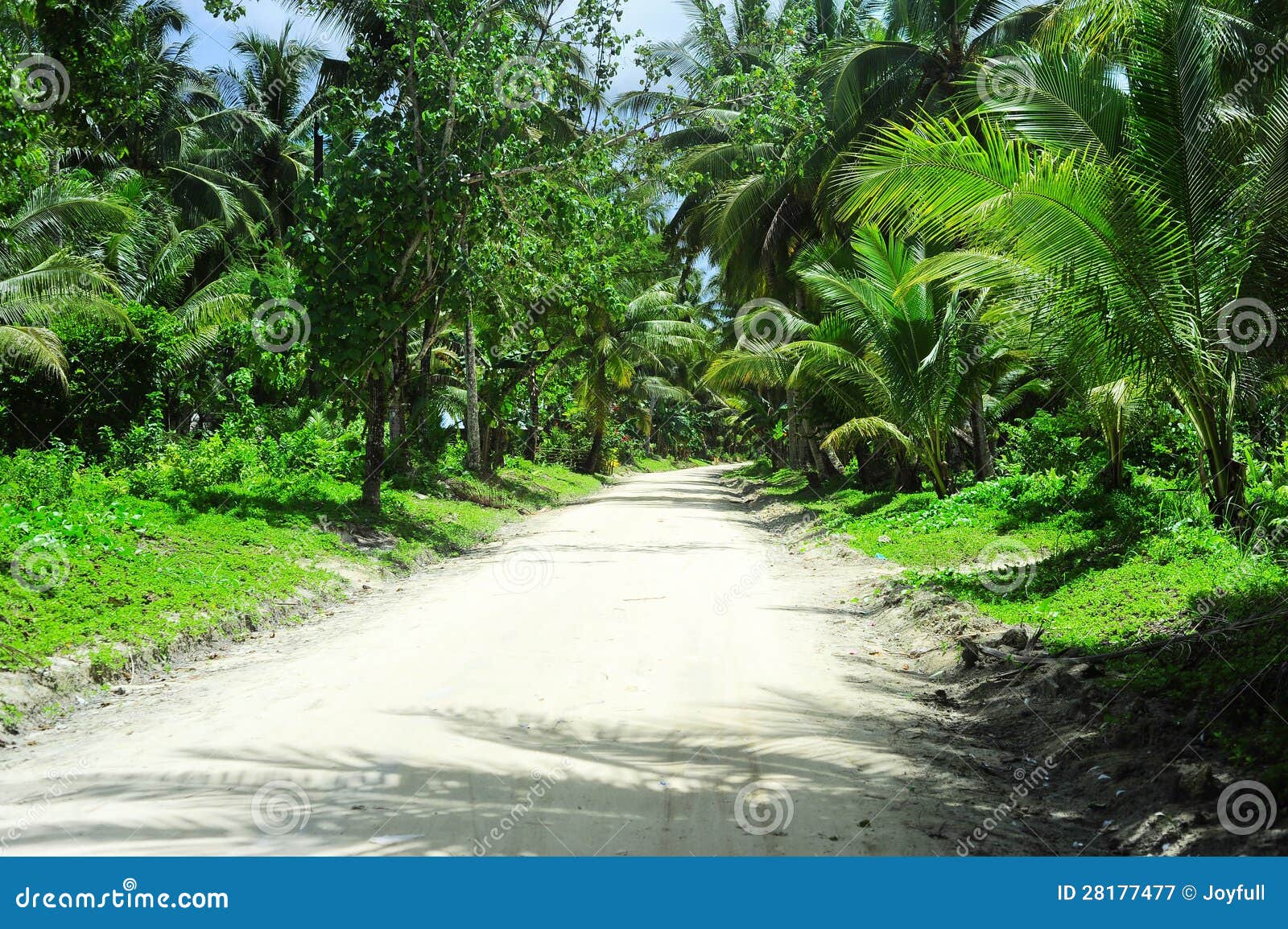 Jungle road stock image. Image of journey, roadside, rural - 28177477