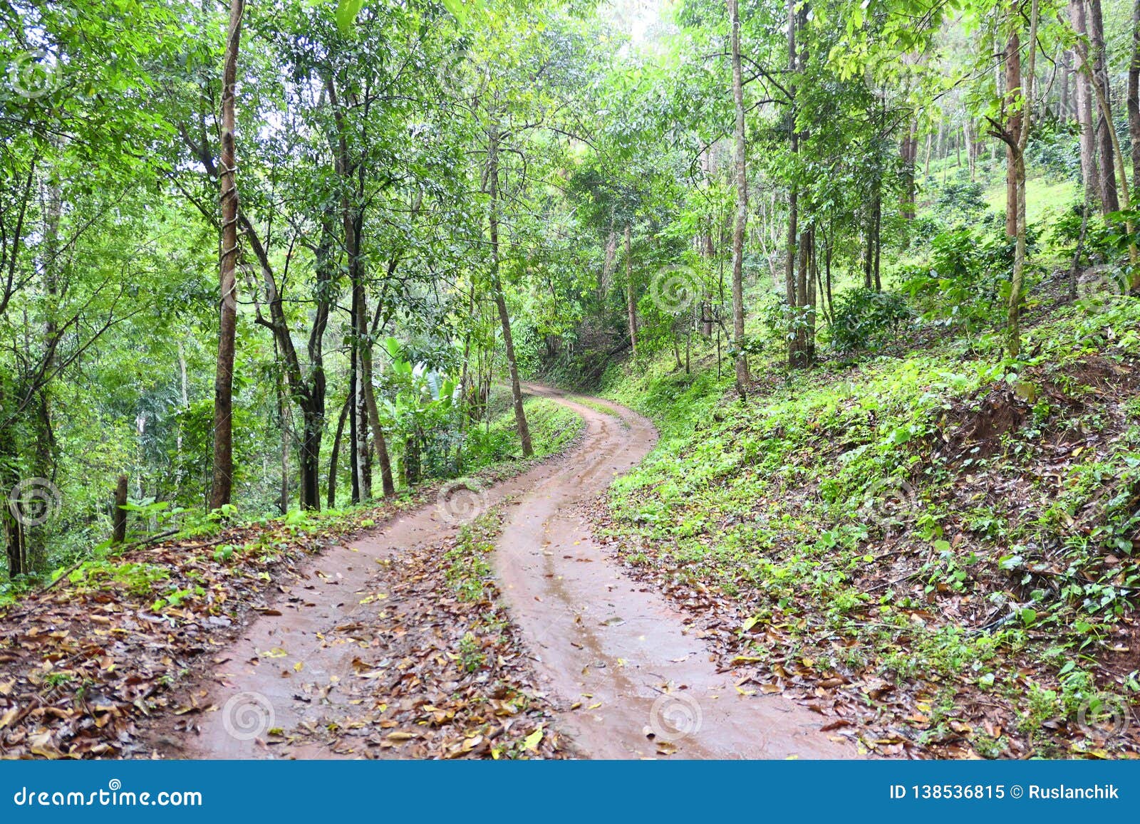 Jungle road stock image. Image of path, environment - 138536815