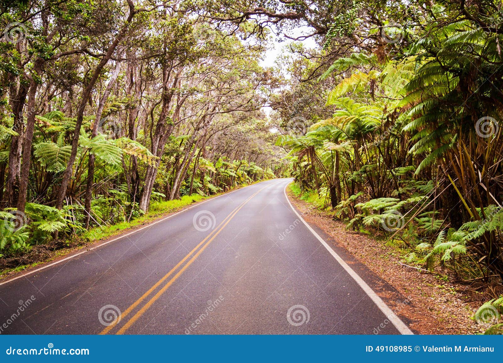 Jungle Road stock image. Image of hawaii, overgrown, trees - 49108985