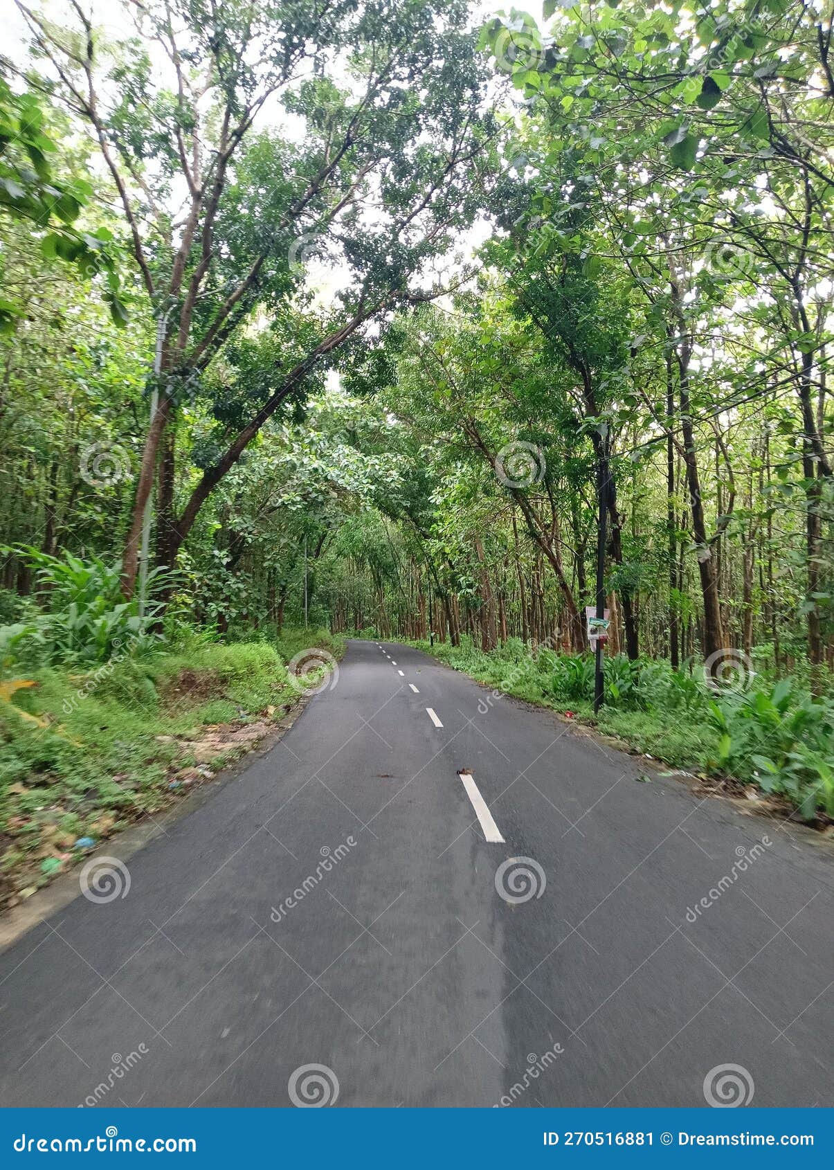 Jungle, Road, Natural, and Forest Stock Image - Image of infrastructure ...