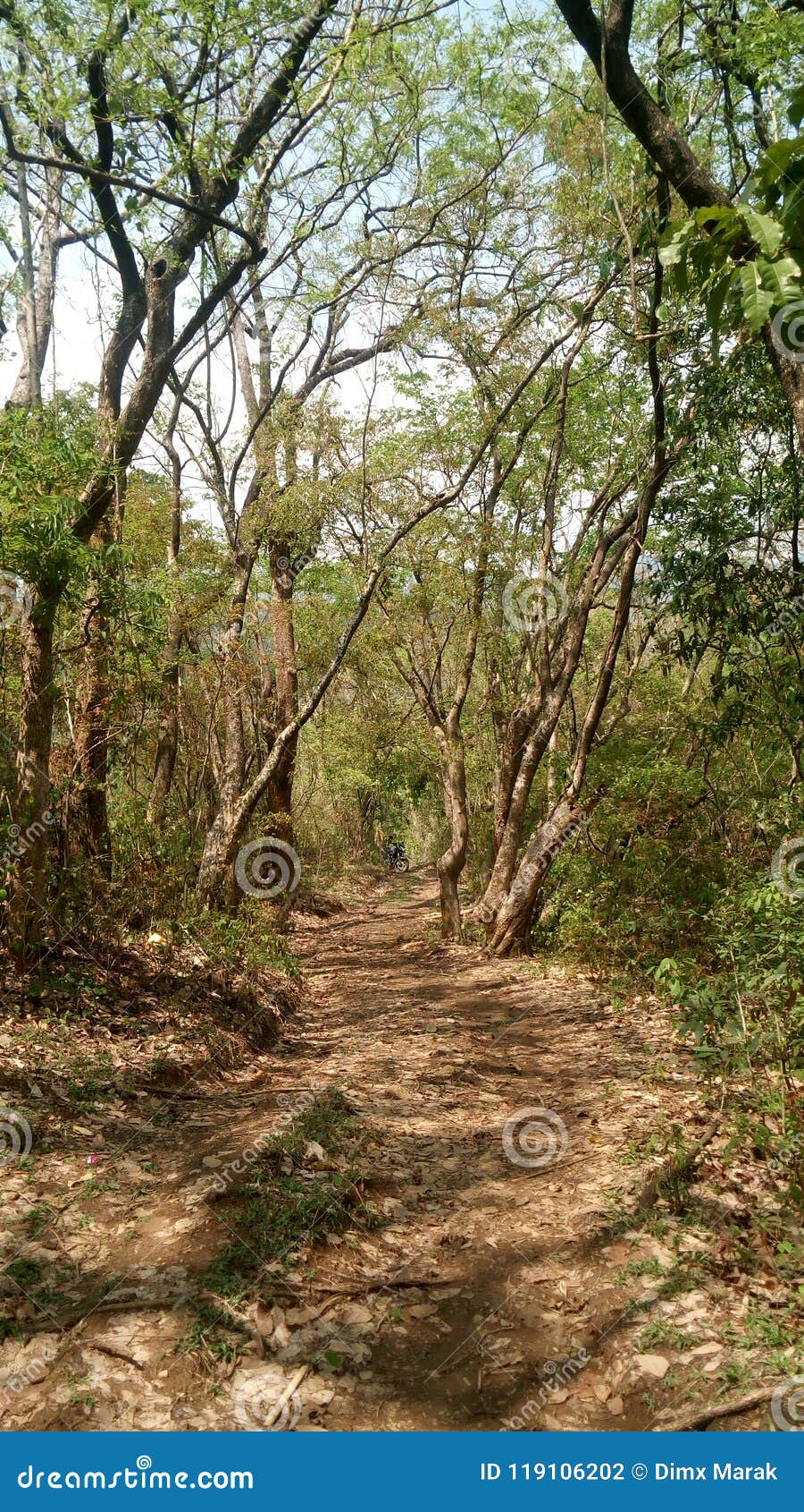 A jungle road stock photo. Image of beautiful, trekkers - 119106202