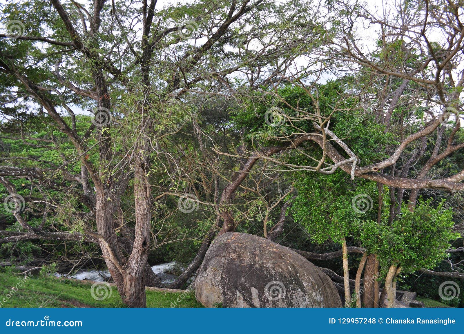 In the jungle stock photo. Image of rock, jungle, green - 129957248