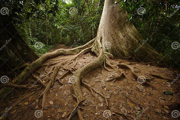 Jungle Roots stock photo. Image of trees, rainforest, wild - 4708664