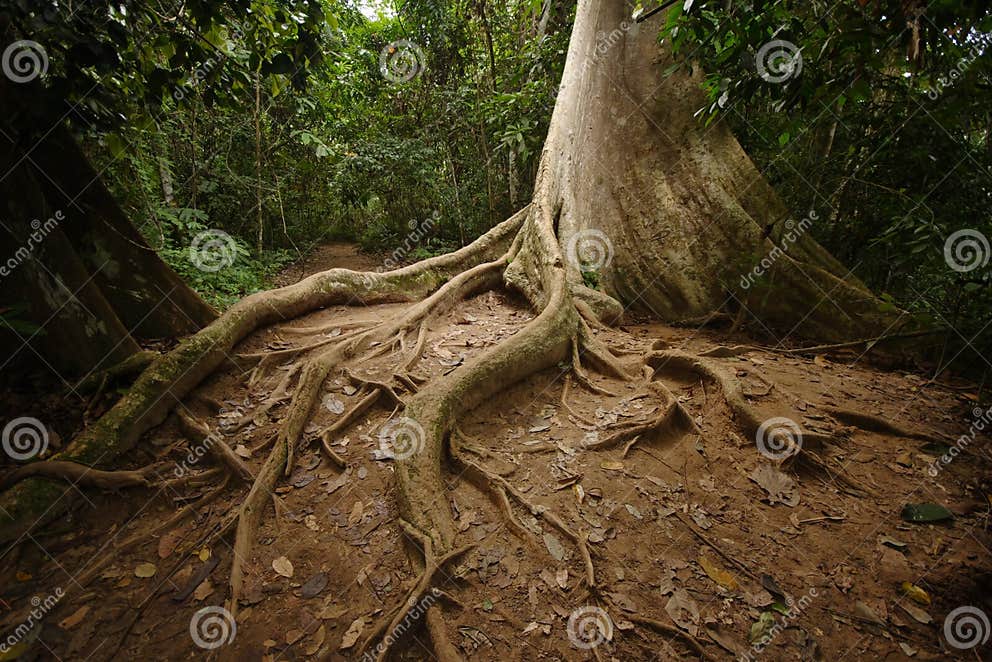 Jungle Roots stock photo. Image of trees, rainforest, wild - 4708664