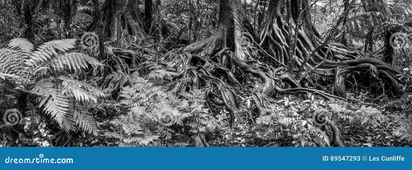 Jungle roots stock image. Image of wood, fern, ferns - 89547293