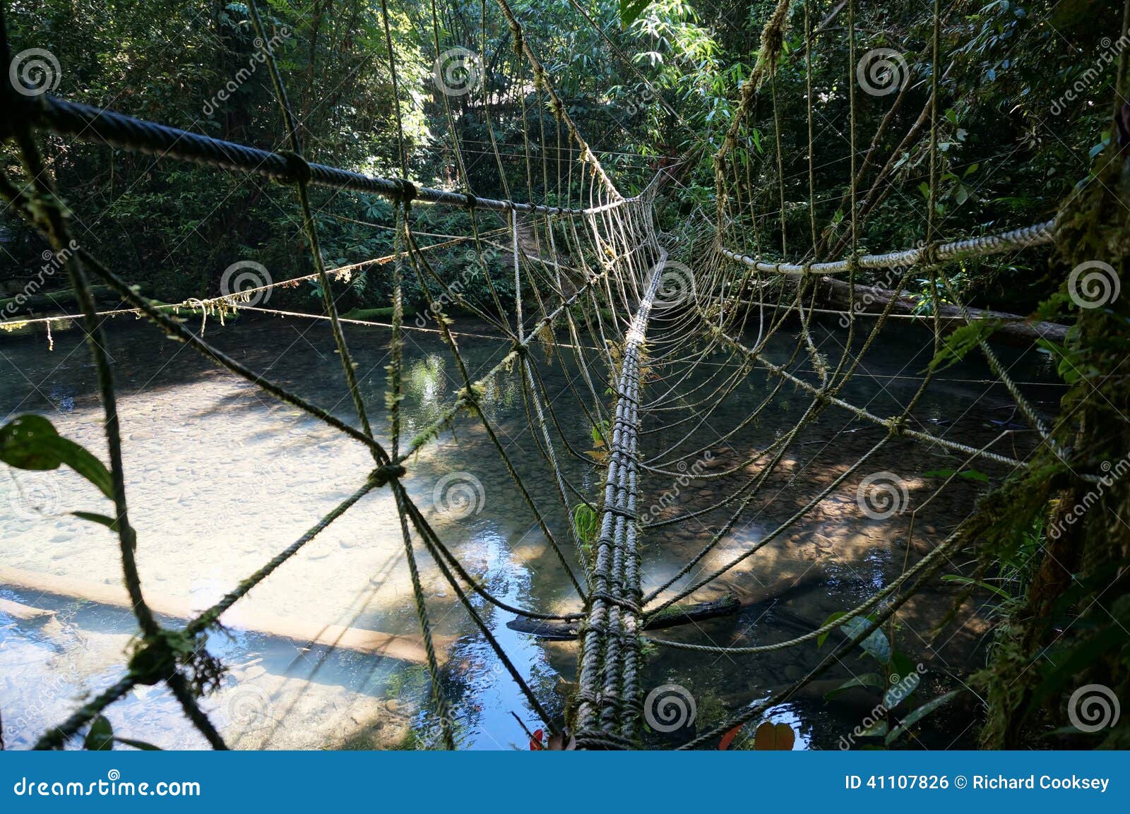 Jungle rope bridge stock photo. Image of river, precarious - 41107826