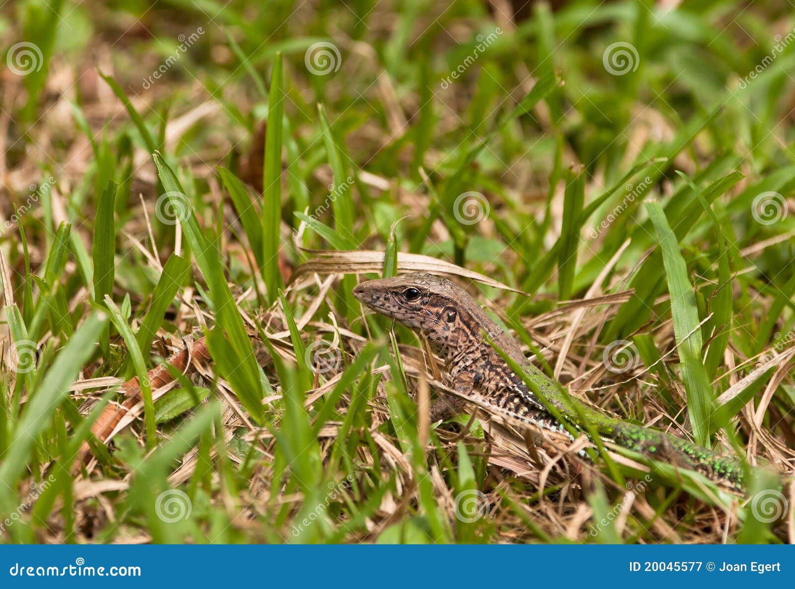 The Jungle-runner stock image. Image of color, andean - 20045577