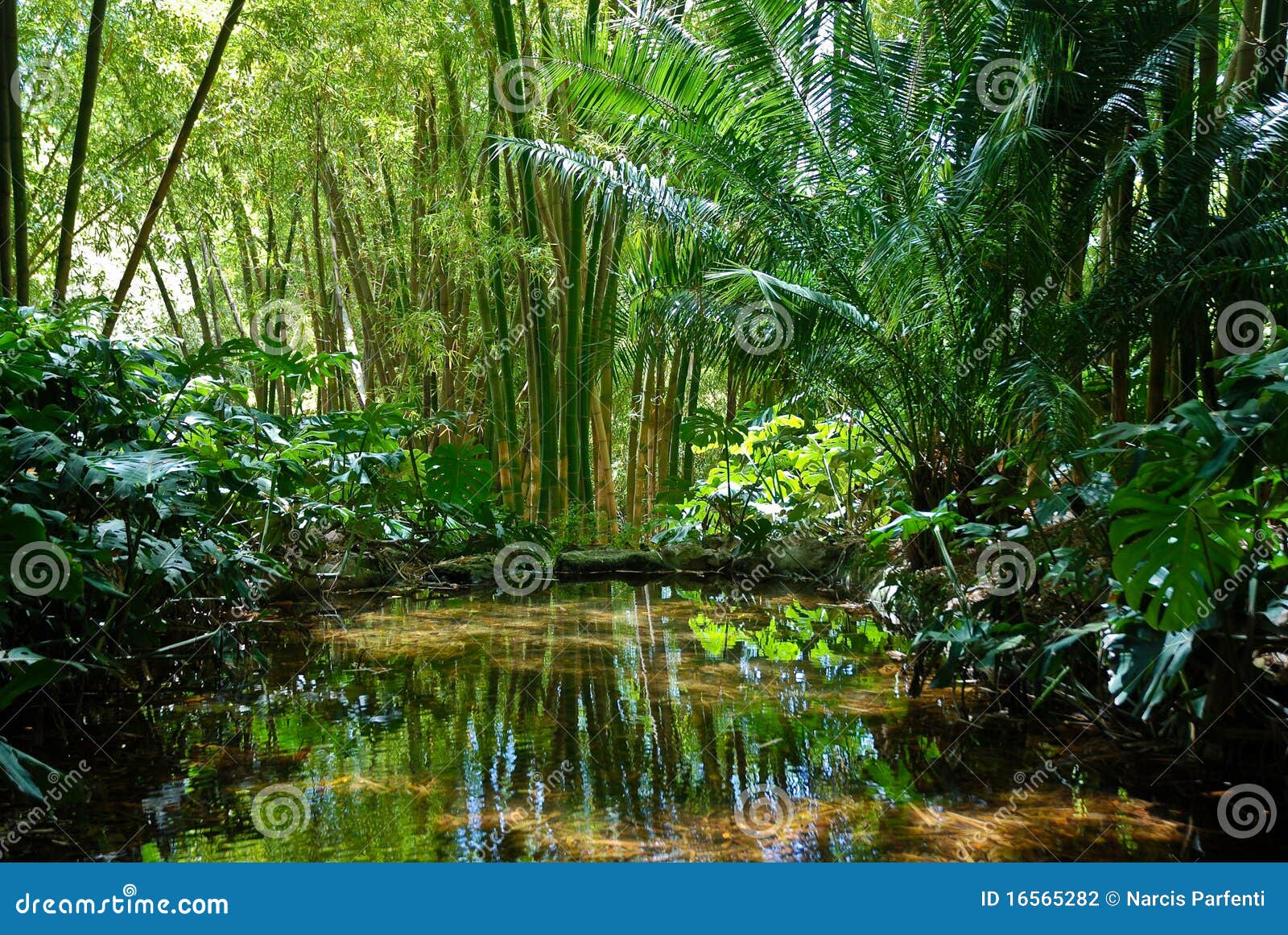 Jungle Landscape Wallpaper Landscapes
