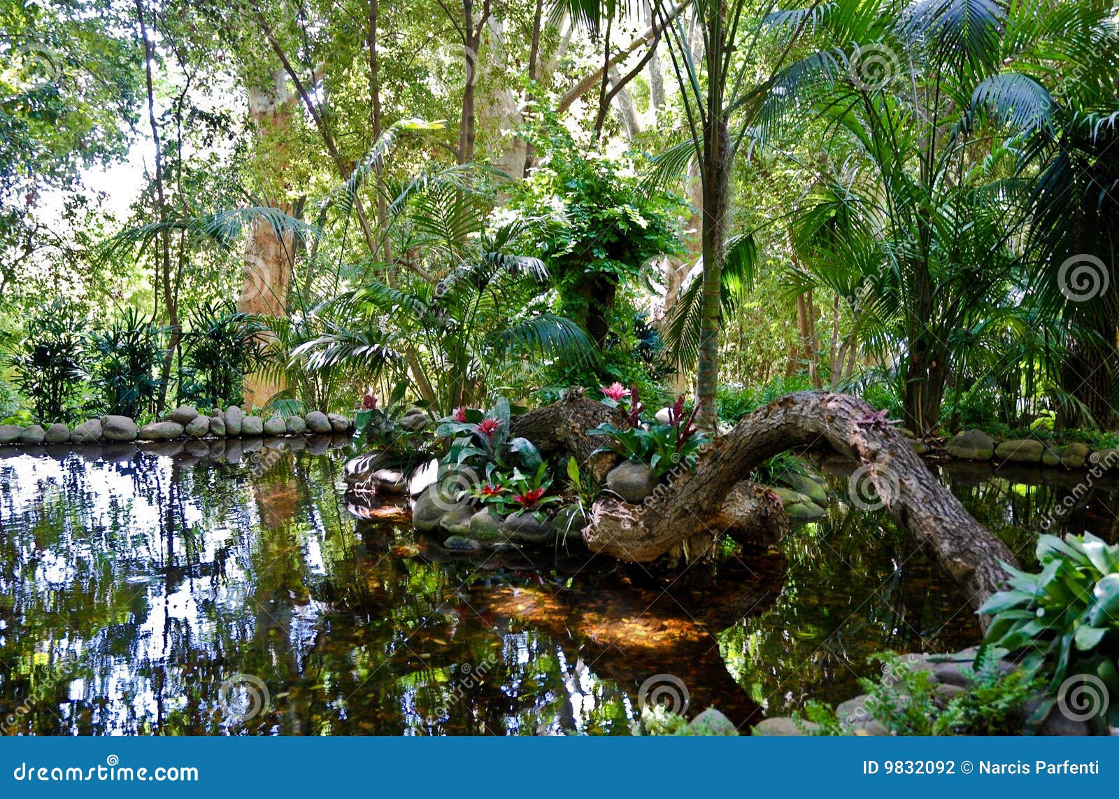 Jungle Scenery - Pond stock photo. Image of bamboo, exposure - 9832092