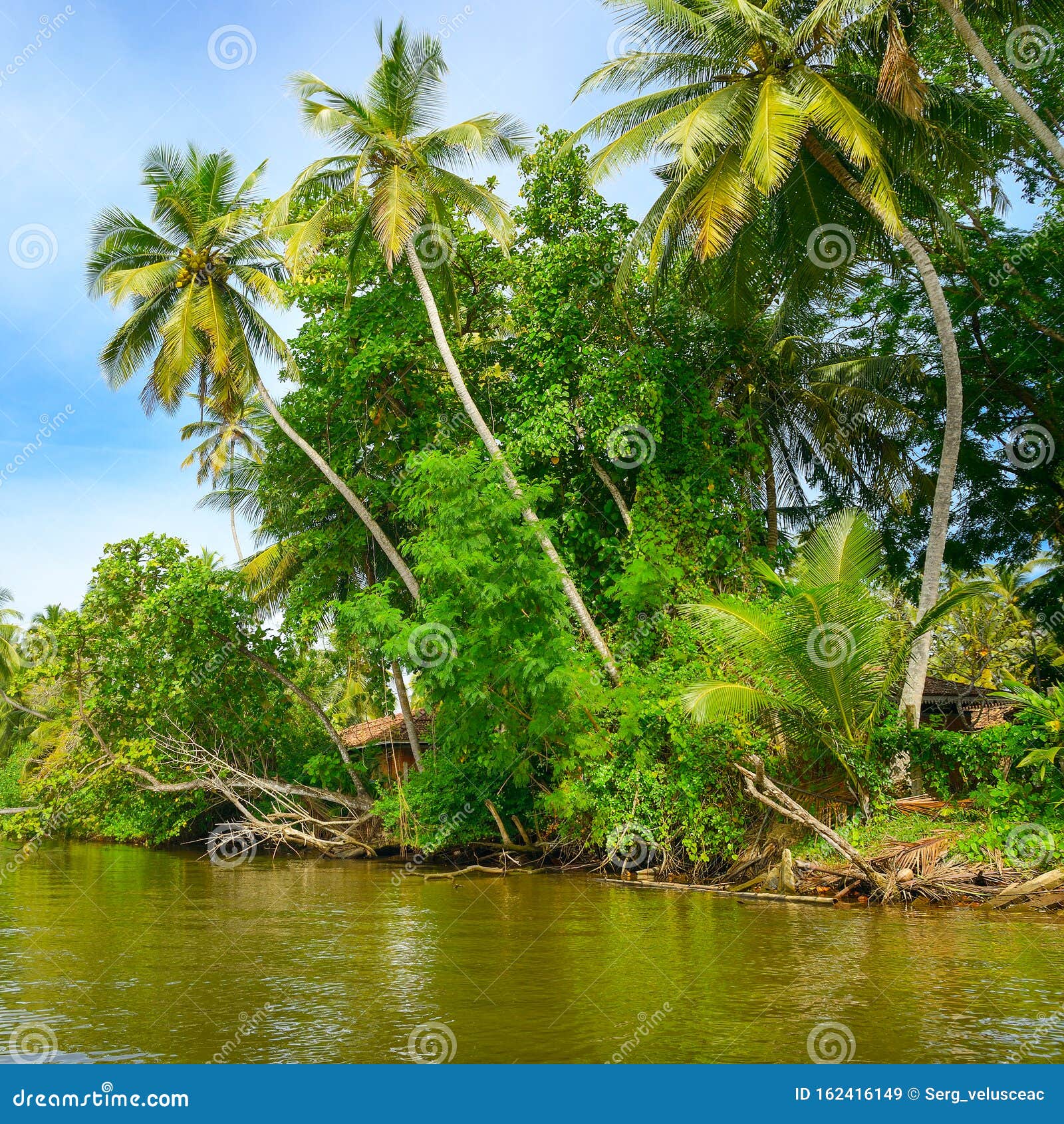 Jungle on shore lake stock image. Image of heaven, forest - 162416149
