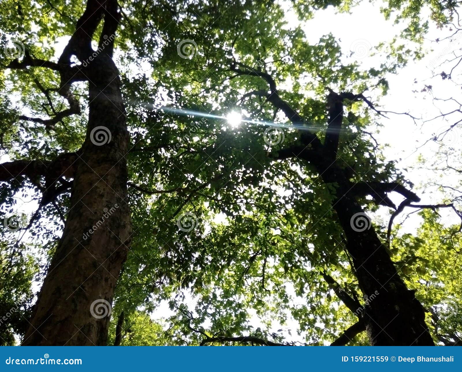 Jungle side stock image. Image of side, jungle, area - 159221559