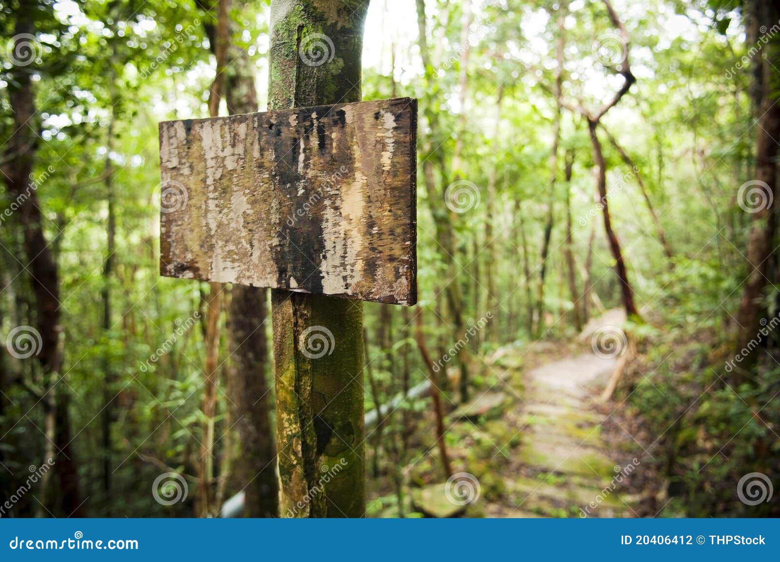 Jungle Sign Post stock photo. Image of outside, forest - 20406412