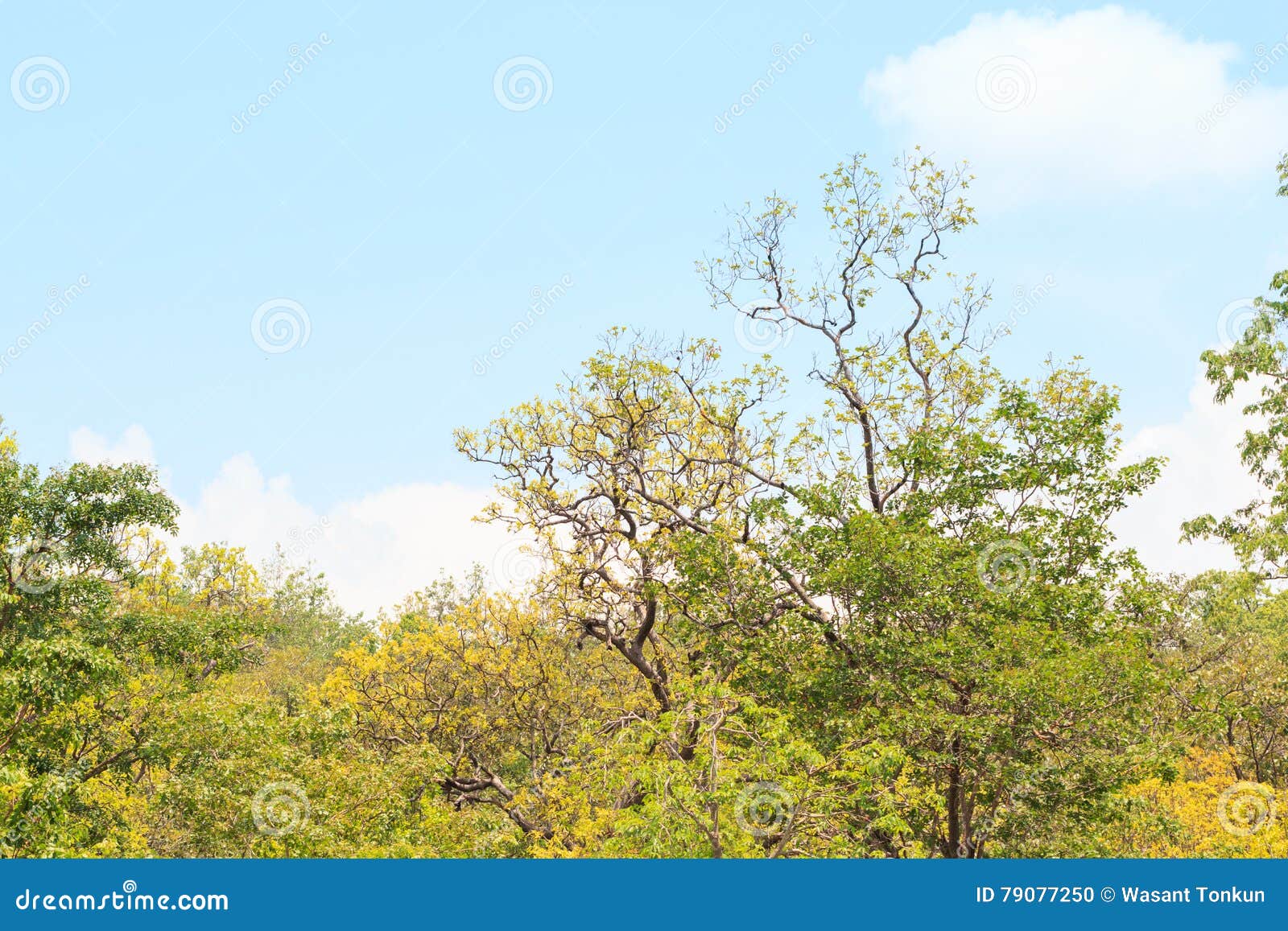 Jungle with sky stock photo. Image of mist, light, tree - 79077250