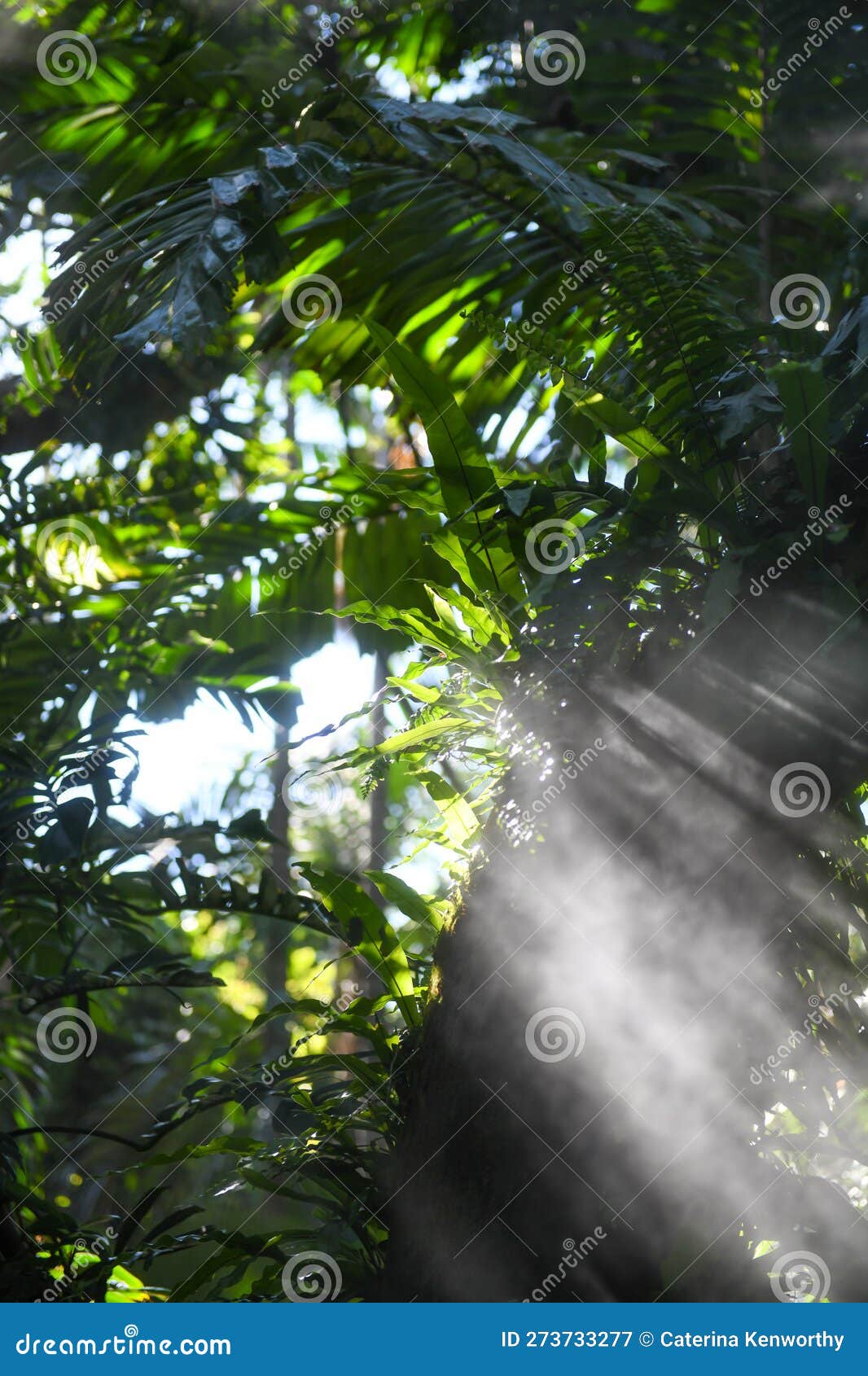 Jungle with Steam Streaming through Trees Stock Image - Image of native ...