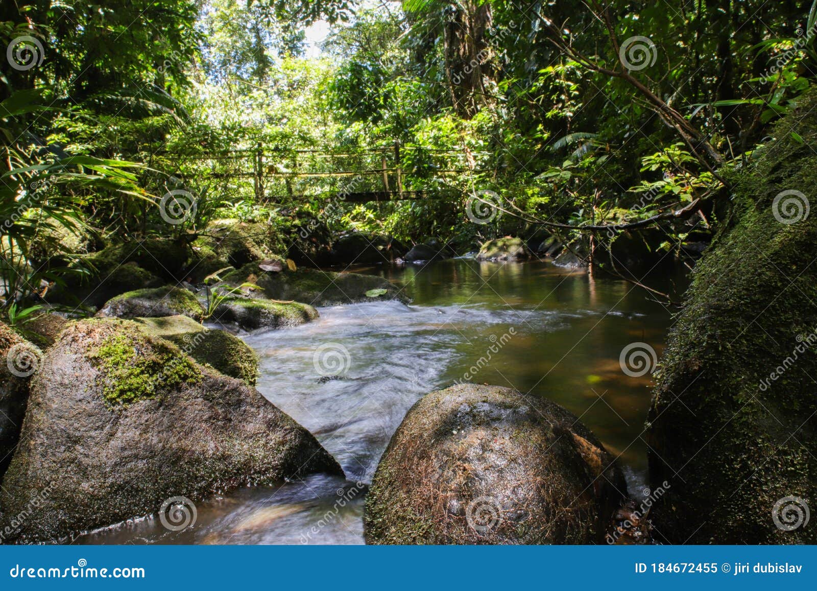 Jungle Stream Creek in the Rainforest Stock Image - Image of rock ...