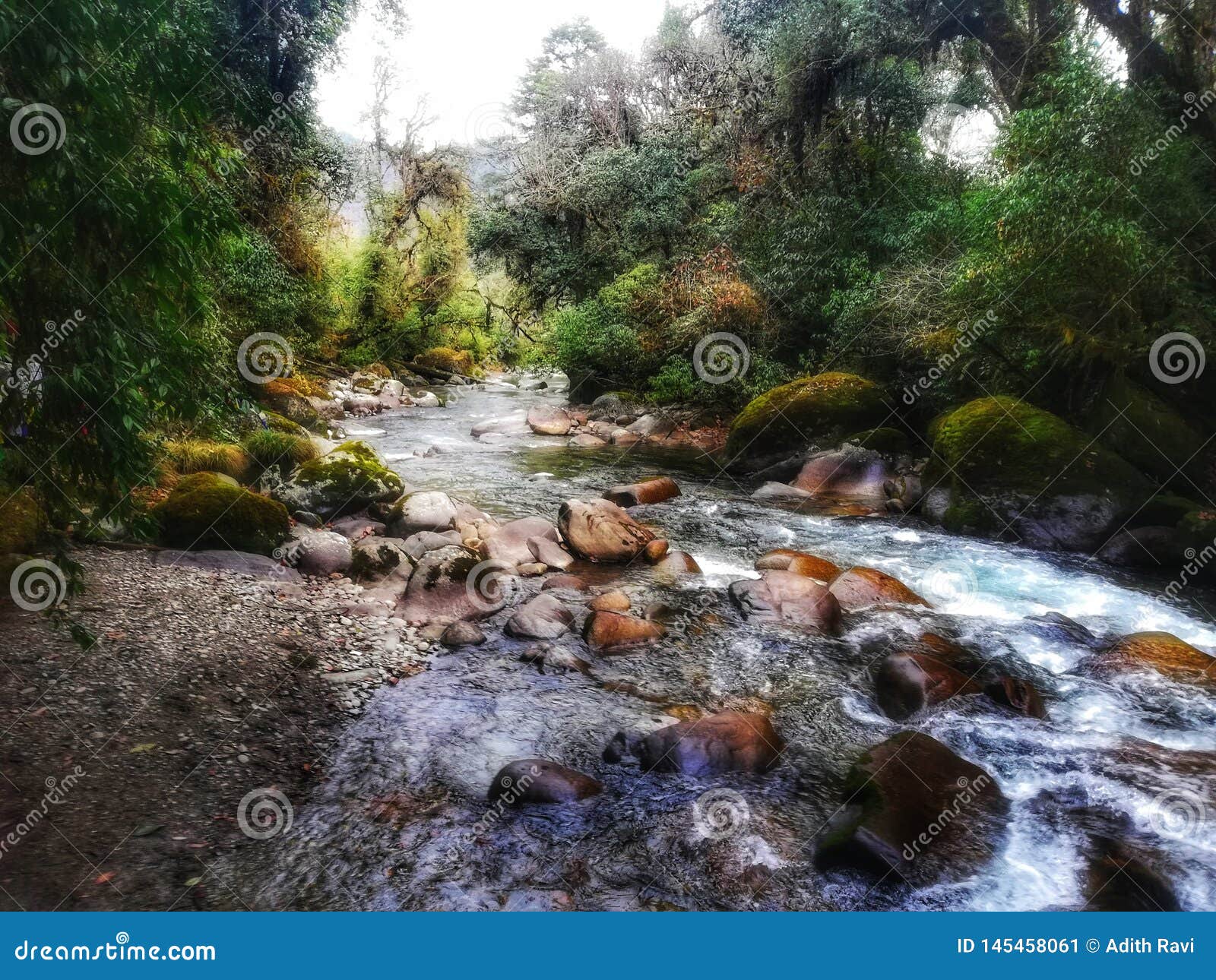 Jungle stream stock image. Image of jungle, greenery - 145458061