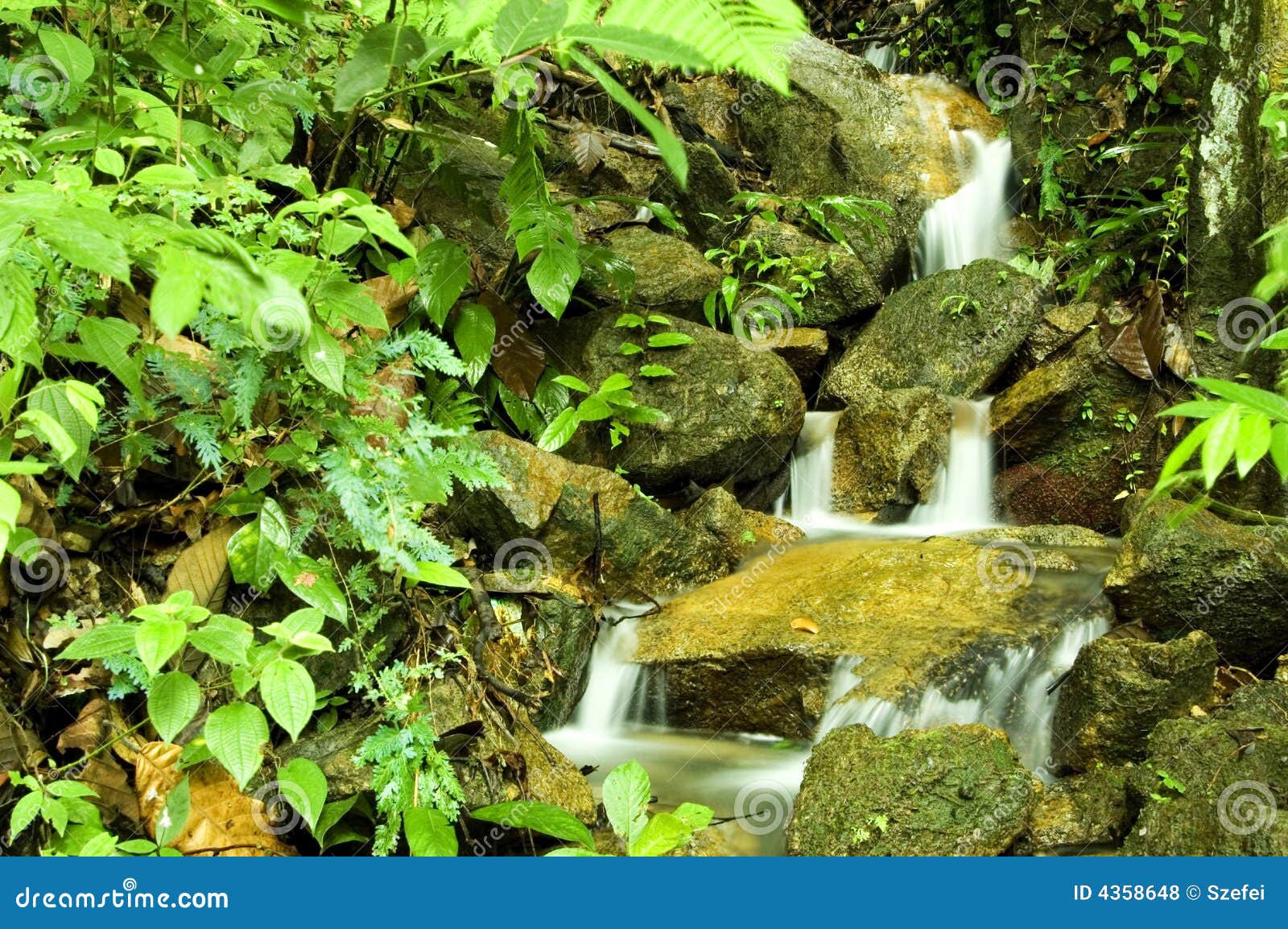 Jungle streams stock photo. Image of flow, flora, ferns - 4358648