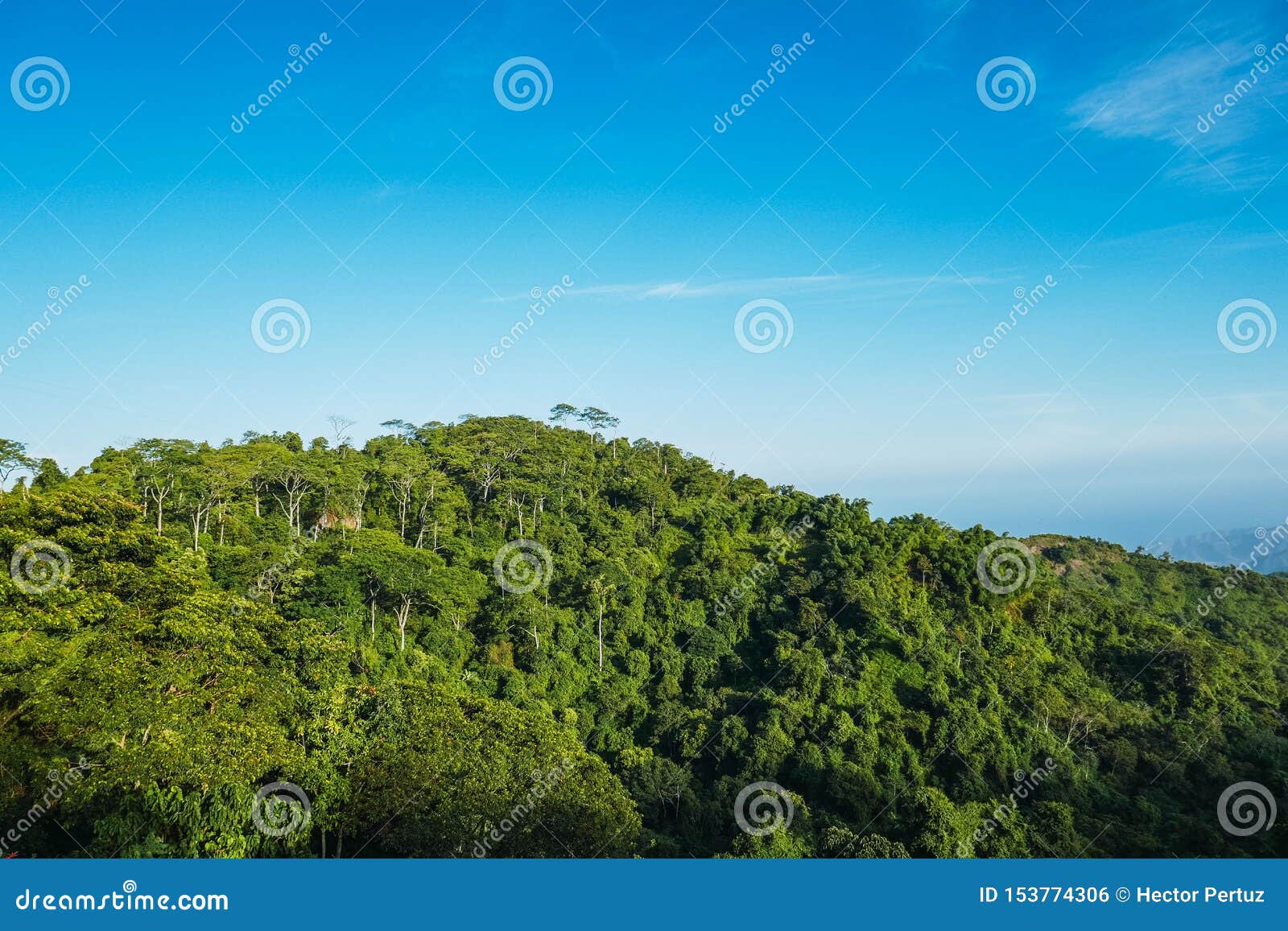 Jungle and sunny day stock photo. Image of spring, landscape - 153774306