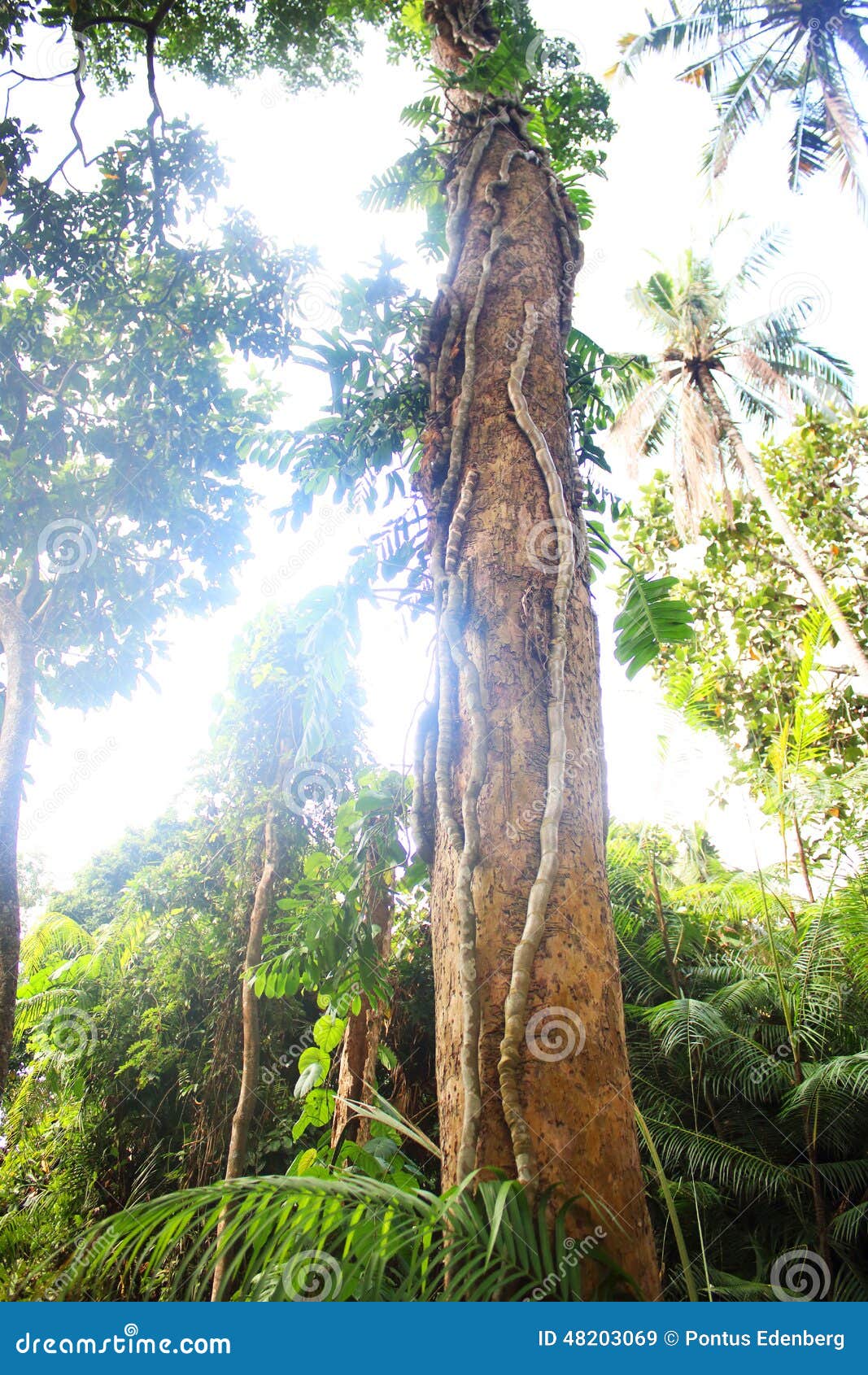 Jungle with sunshine stock image. Image of incredible - 48203069