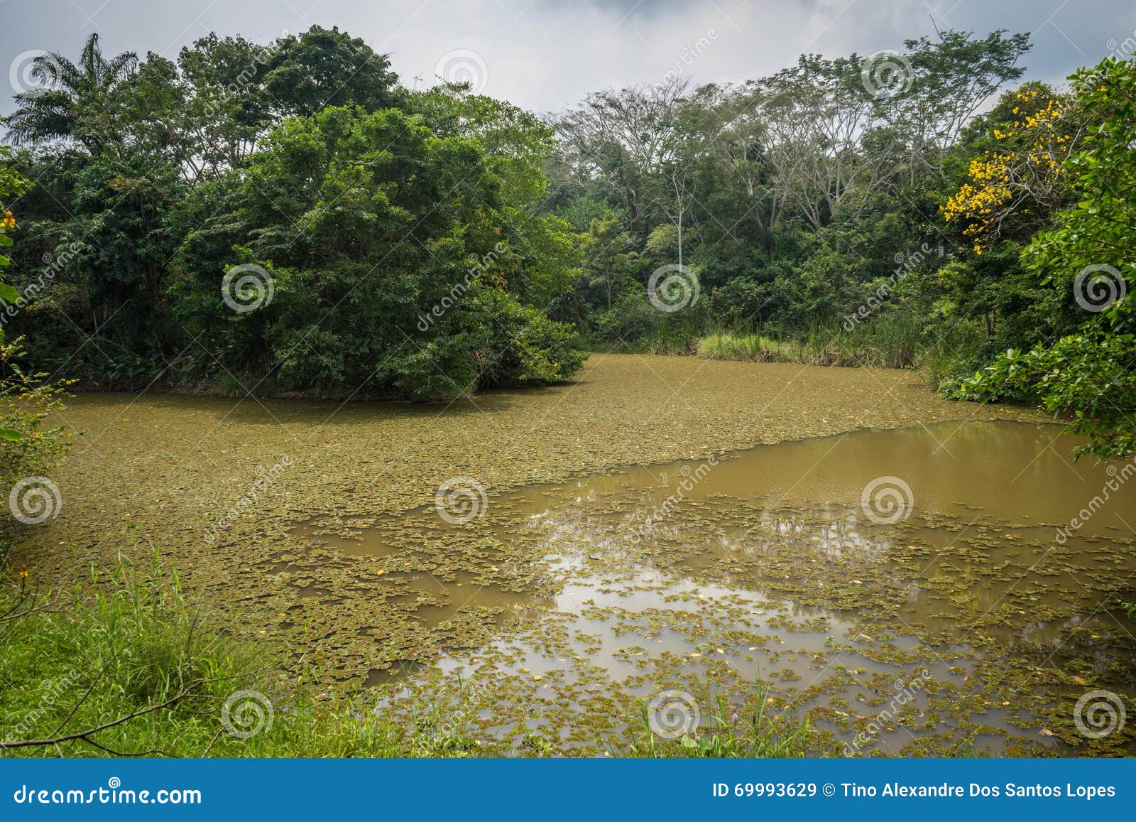Jungle Swamp stock image. Image of last, cabins, jaguar - 69993629