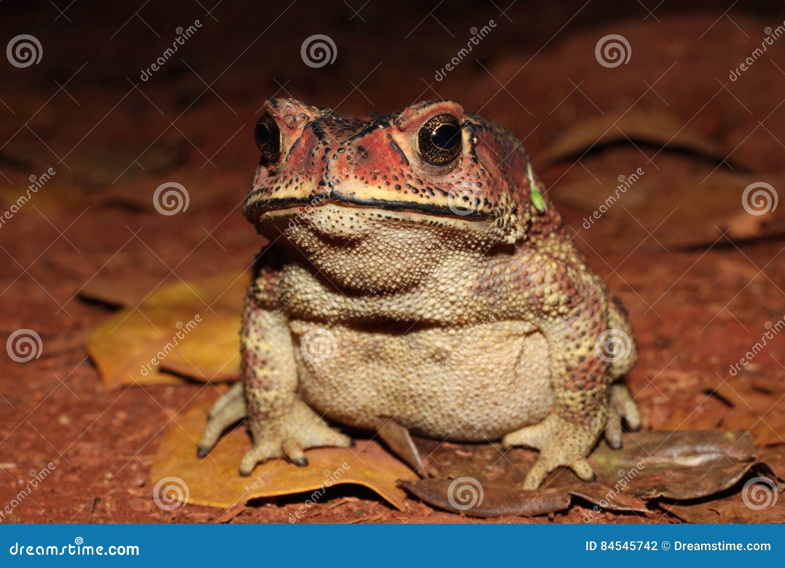 Jungle toad stock photo. Image of classic, domestic, jungle - 84545742
