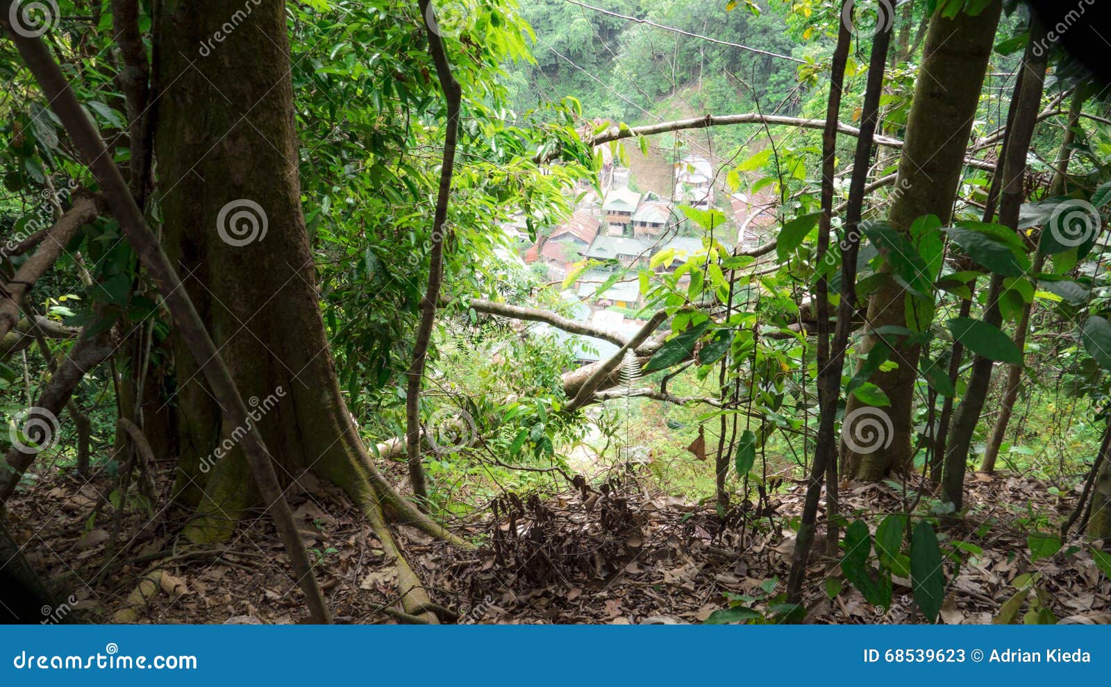 Jungle Town Viewed from the Trees Above Stock Image - Image of outlook ...