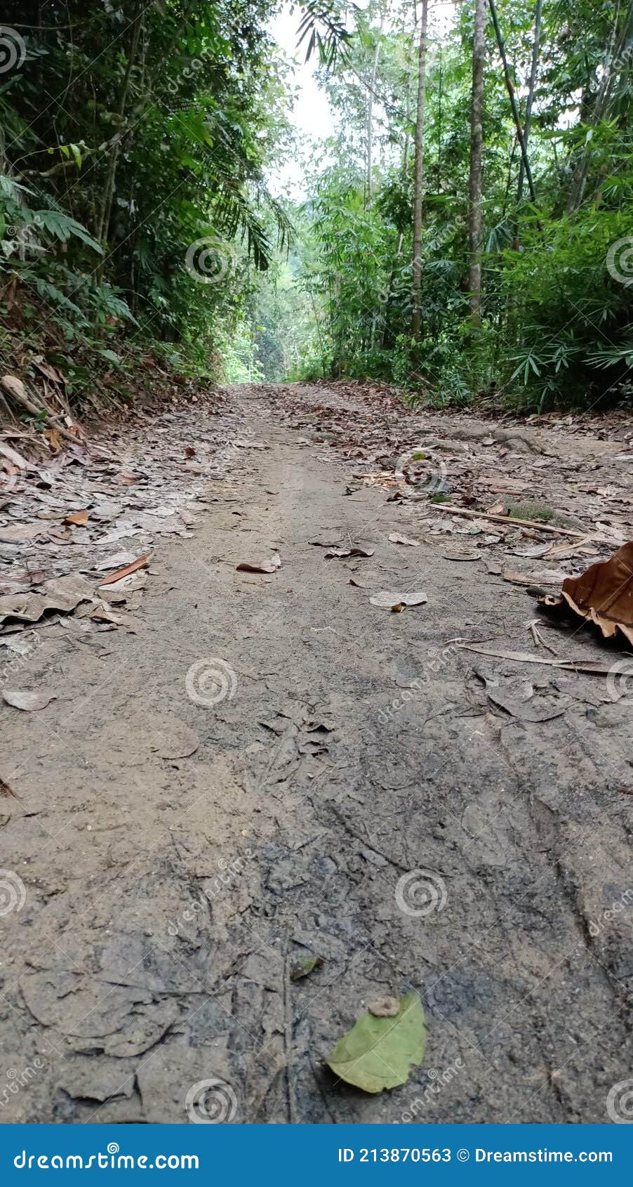 Jungle Track for Exploration Stock Image - Image of track, exploration ...