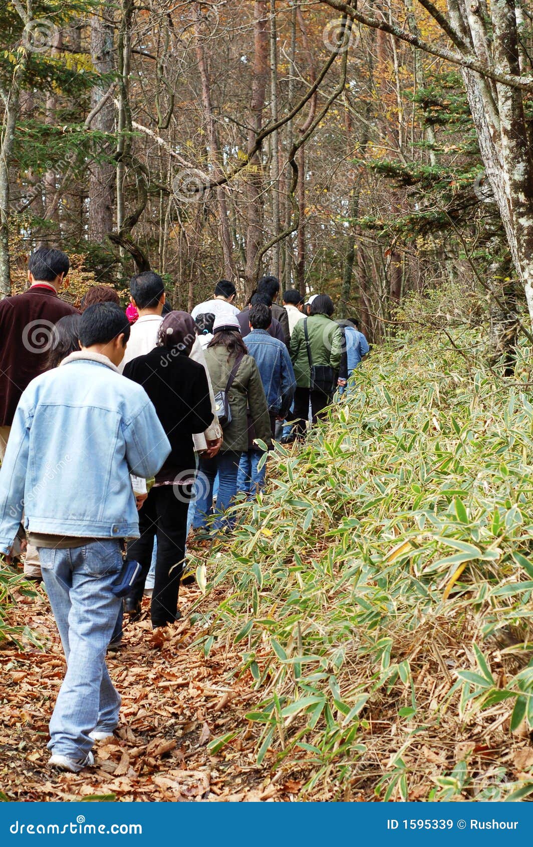 Jungle Tracking stock image. Image of activity, outdoor - 1595339