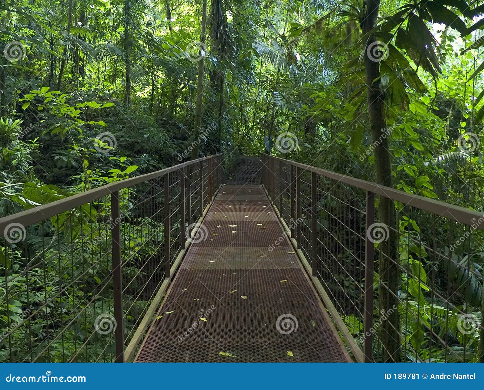 Jungle trail stock image. Image of hiking, bridge, america - 189781
