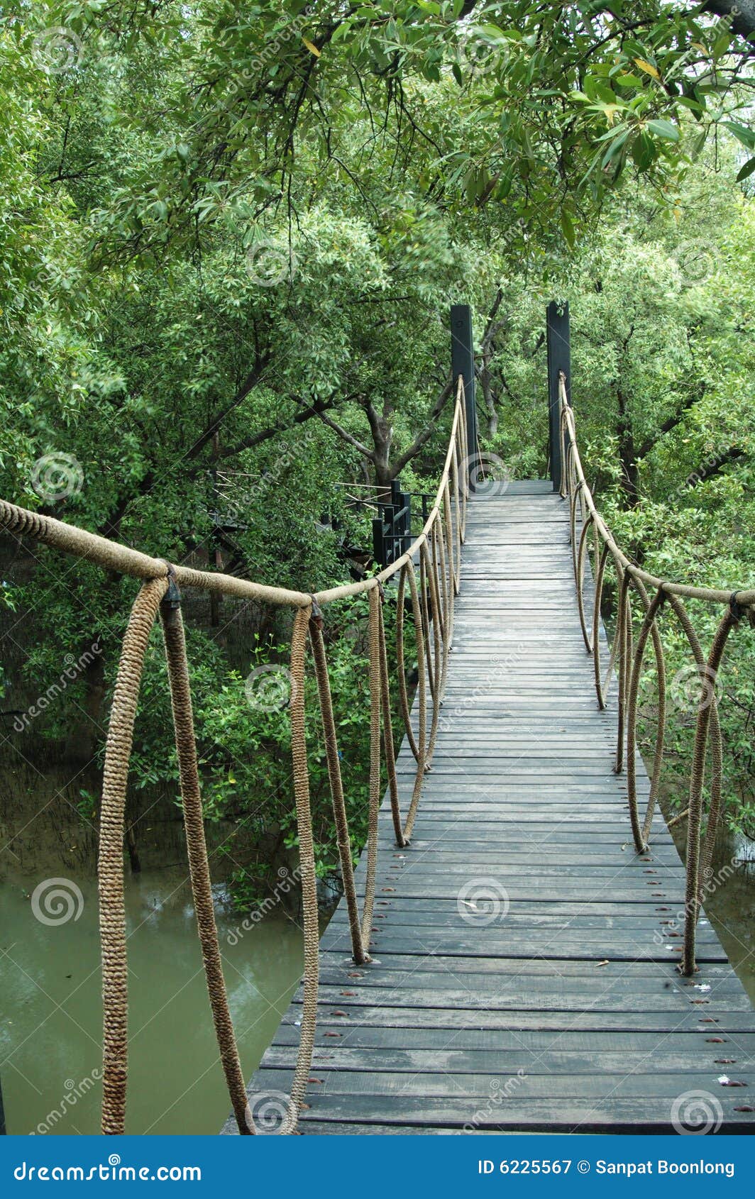 Jungle trail. stock image. Image of asia, bangkok, thailand - 6225567