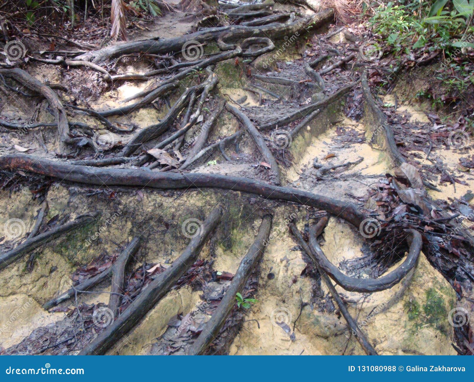 Intertwined tree roots. stock photo. Image of clay, closeup - 131080988